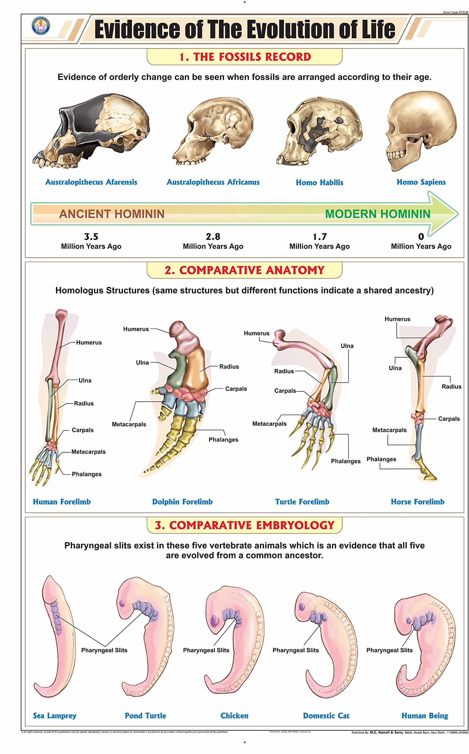 Buy STG38 | TeachingNest | Evidence of the Evolution of Life Chart ...