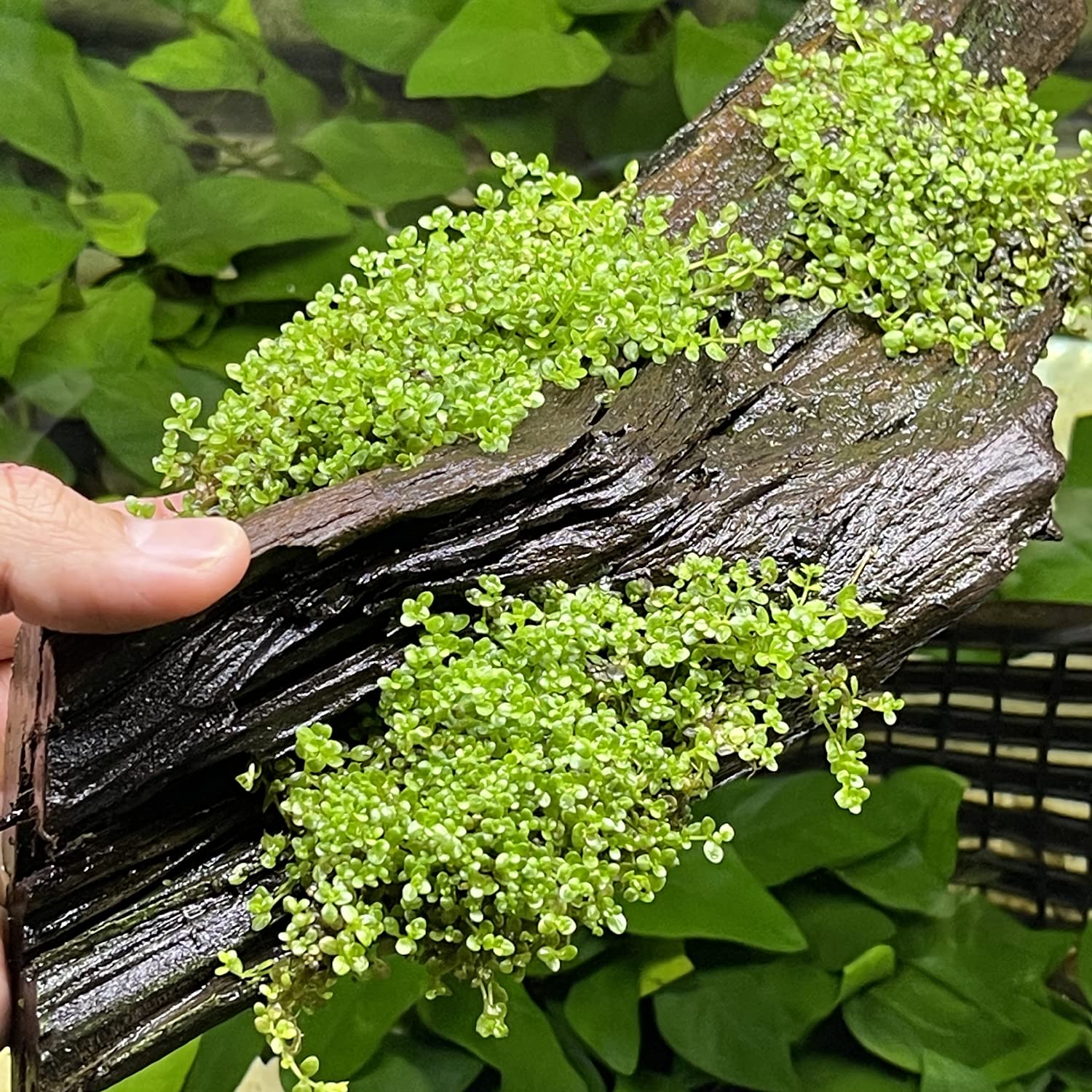 Baby Tears Growing On Underwater Rocks