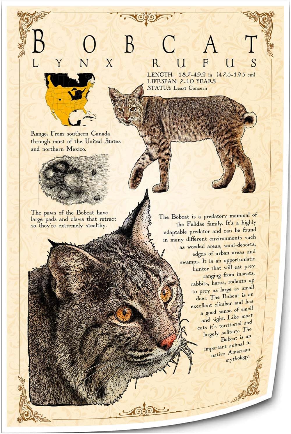 Amazon.com: Jinwaftv Bobcat Wall Art Knowledge Poster Educational Wall ...