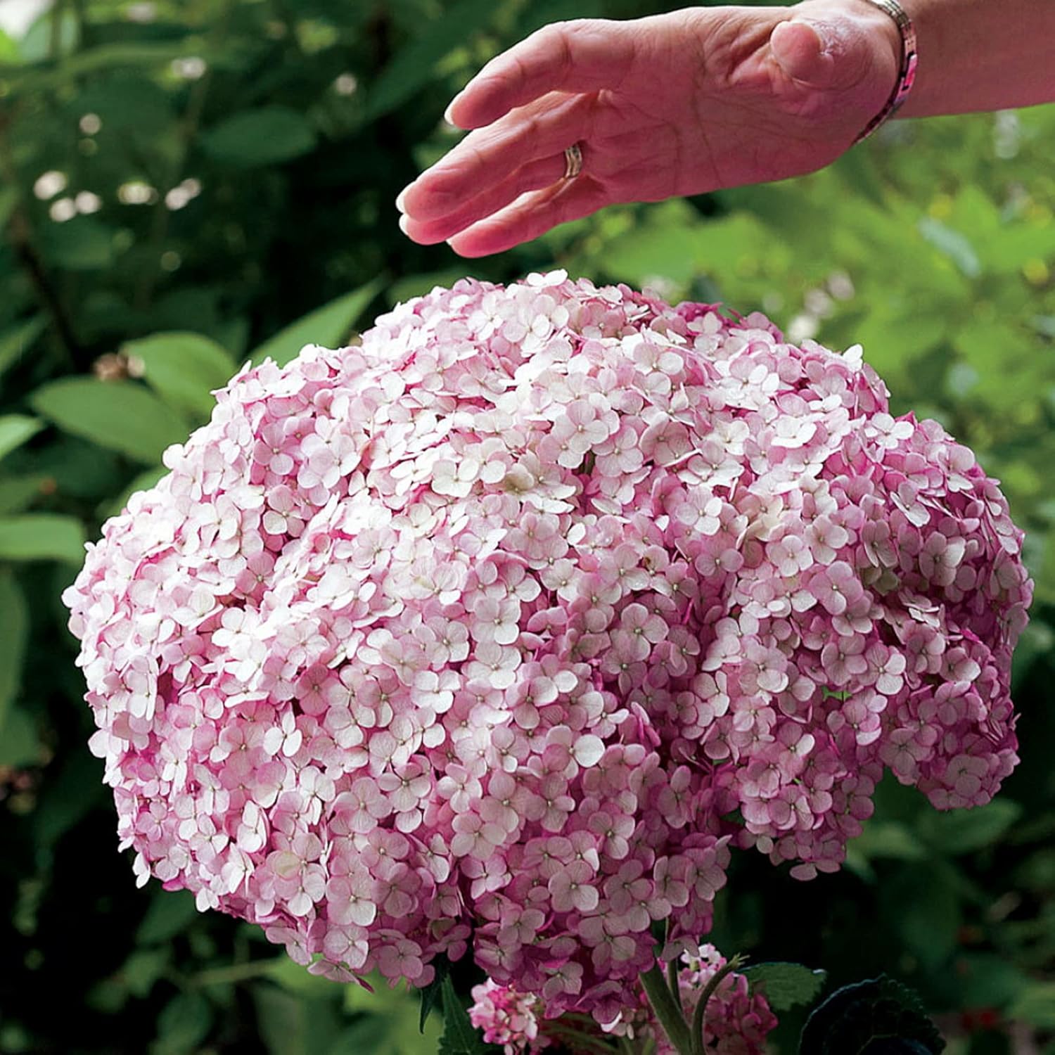 Amazon.com : CHUXAY GARDEN Incredible Blush Hydrangea Flower Seed 5 ...