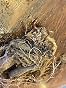 Amazon.com : Sam Hopkins Dahlia - 5 Gallon Size Bare Root Tuber : Patio ...
