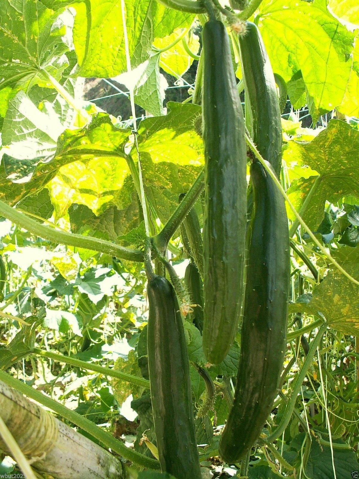 Amazon.com : Japanese Long Cucumber" Sooyow Nishiki" (20 Seeds) Tender ...