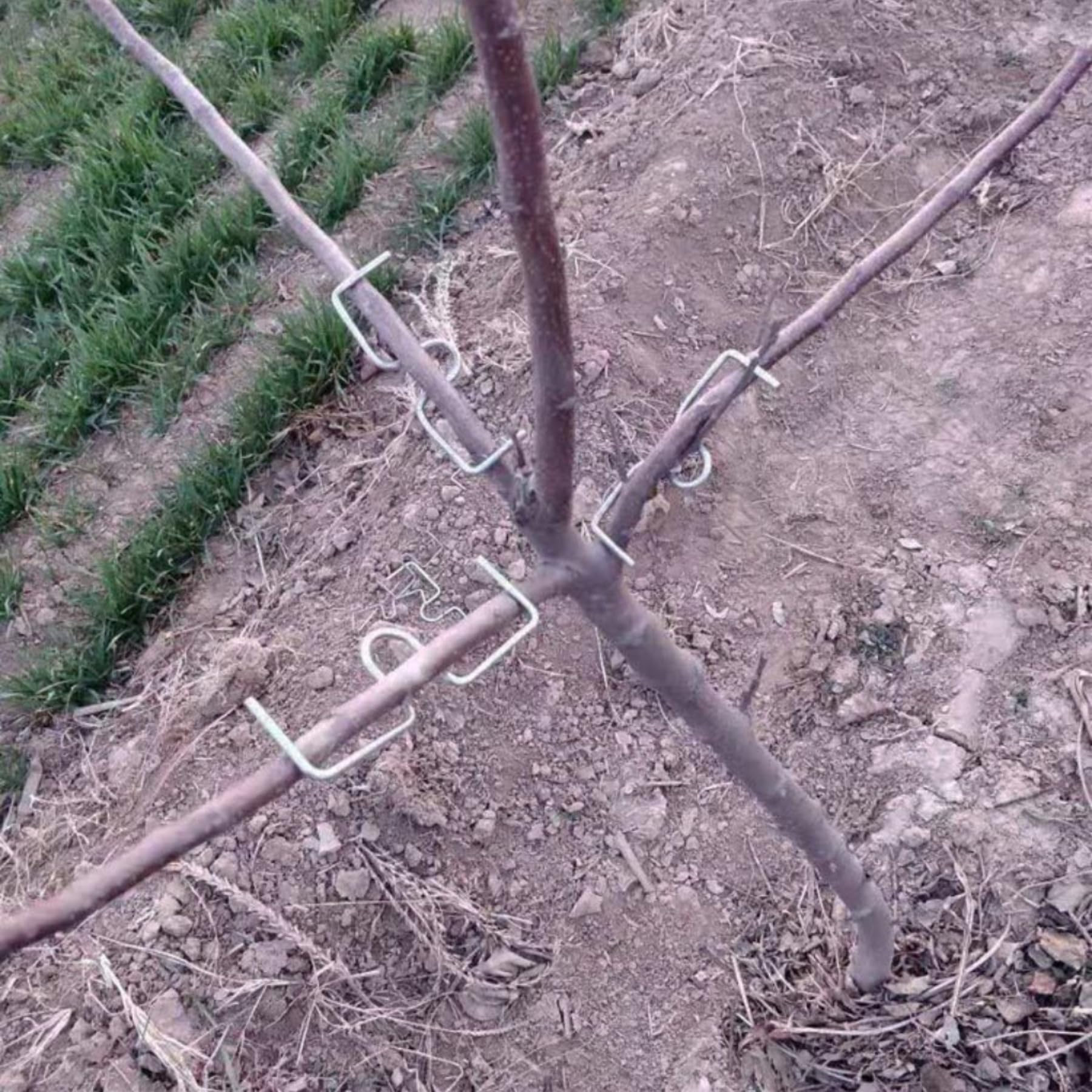 Snapklik.com : Algasan Fruit Tree Branches Pulling Machine Strapping ...