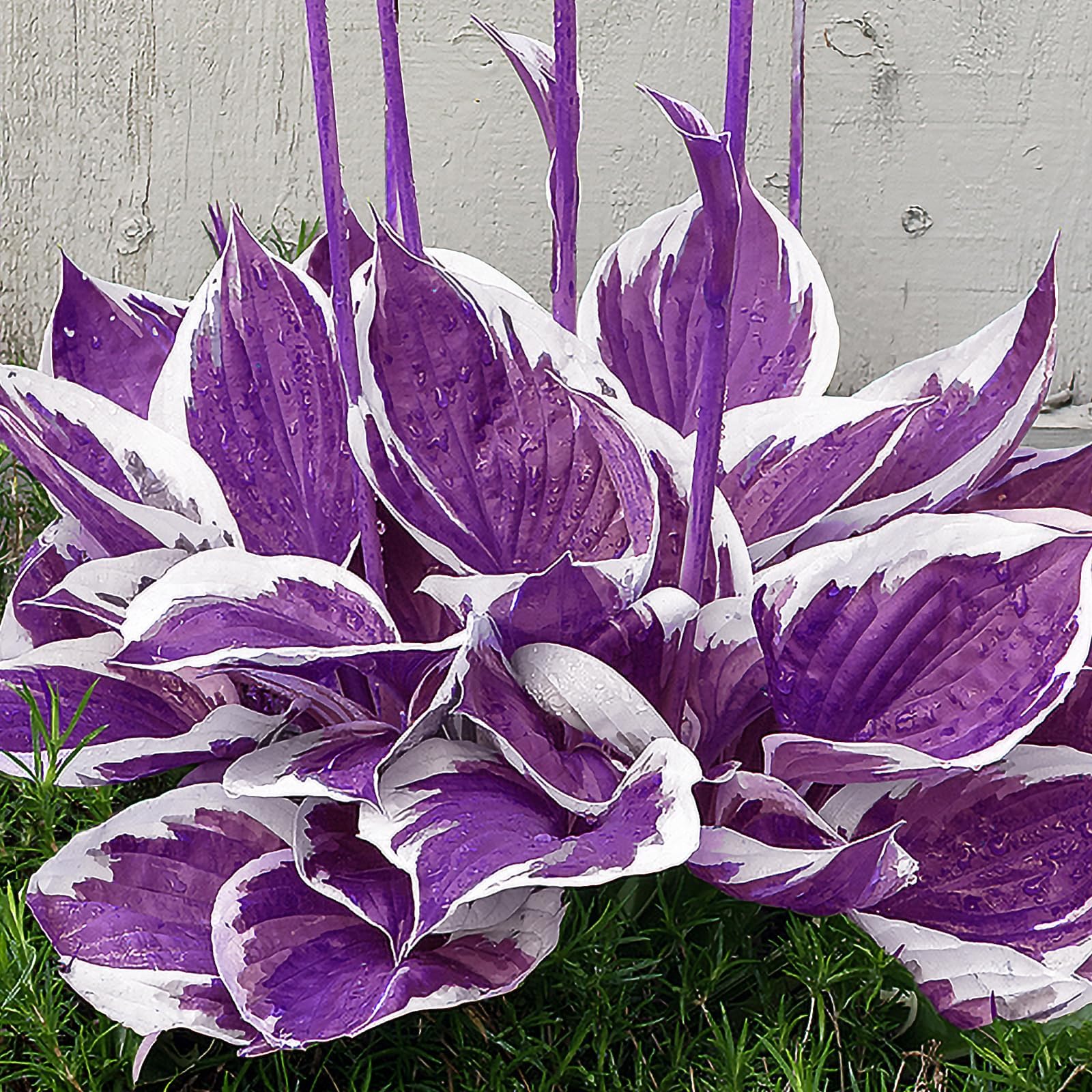 Amazon.com : Mixed Color Hosta Plant Roots for Growing - Growers Blend ...