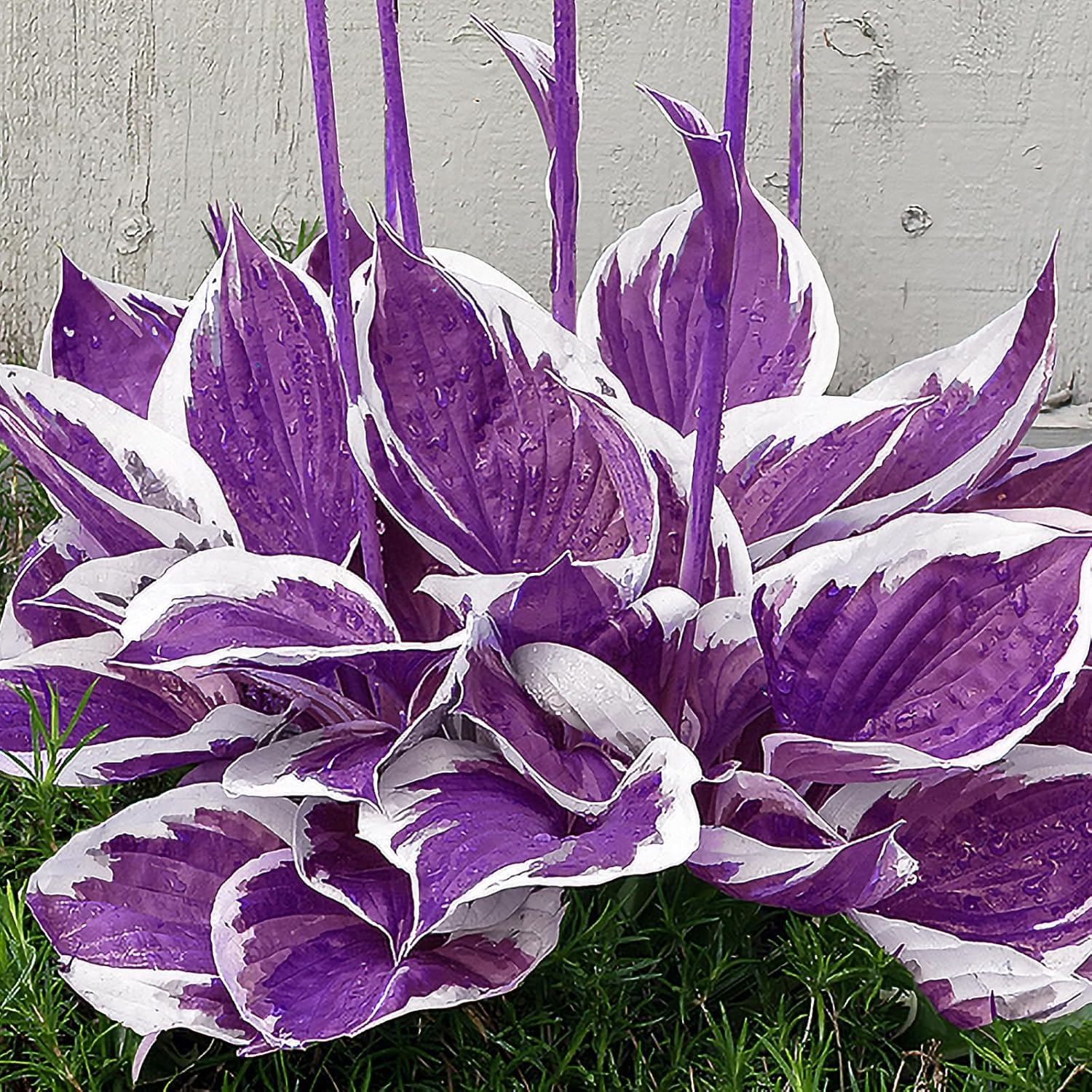 Amazon.com : Hosta Seeds Perennial, 200pcs Hosta Plants Grow Easily ...