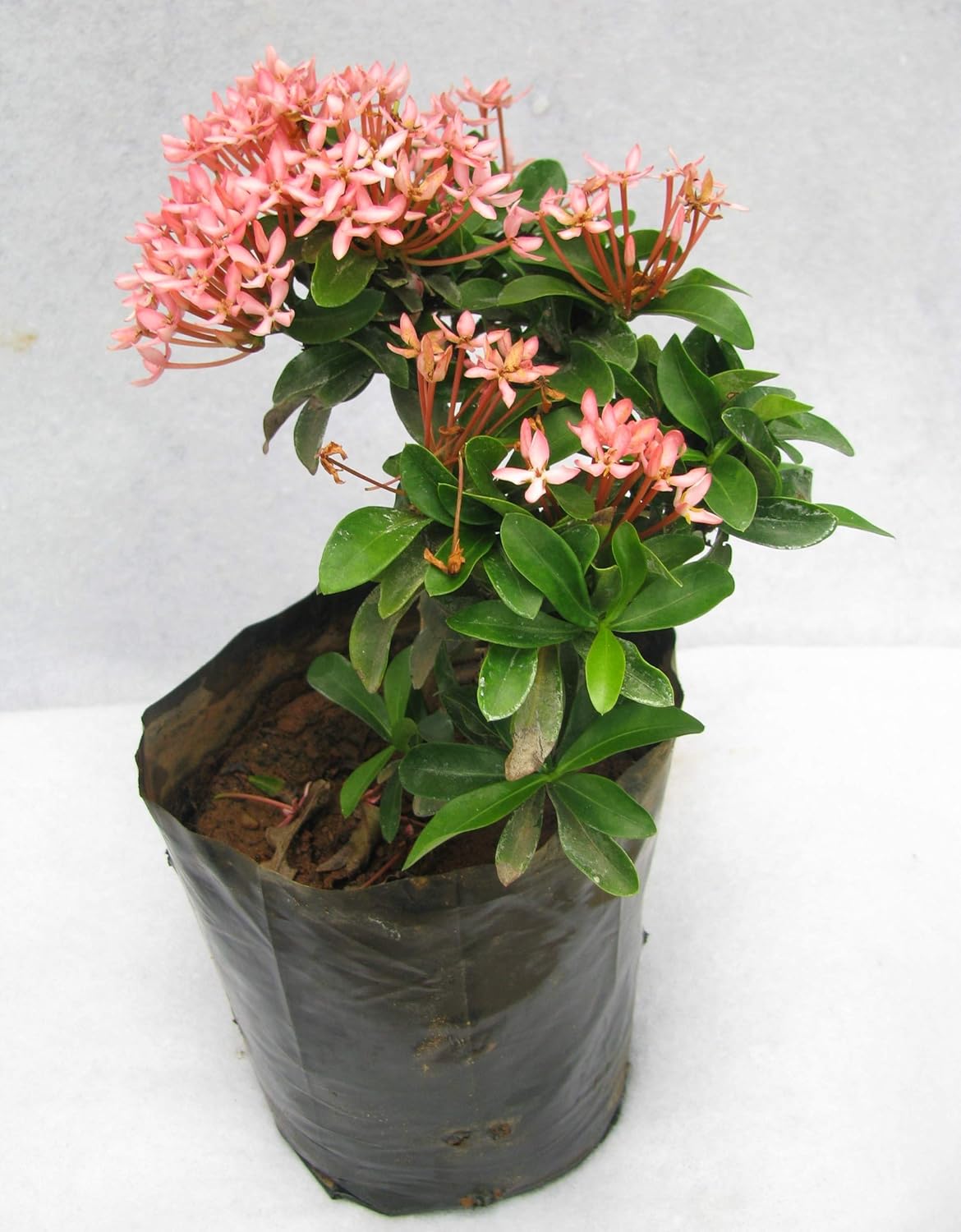 Creative Farmer Live Flower Plant Ixora Pink Gudde Dosal, Kepala ...