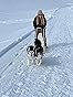 Amazon.com : Wooden Foldable Dog Sled Kicksled : Dogsleds : Sports ...