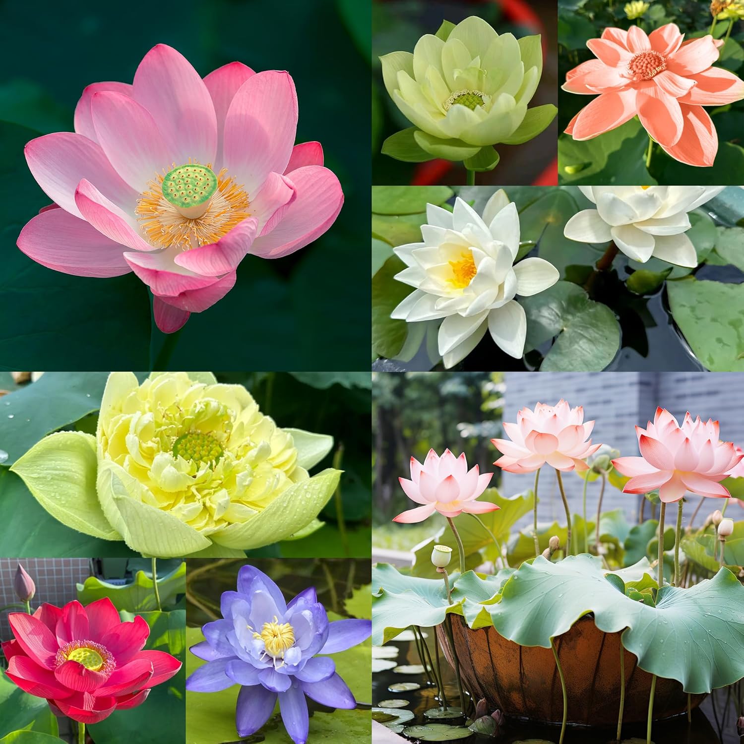 Amazon.com: 160+ Mixed Lotus Seeds for Planting Water Features Ponds ...