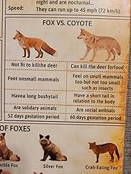 Amazon.com: Fox Knowledge Metal Tin Signs Types Of Foxes Vintage ...