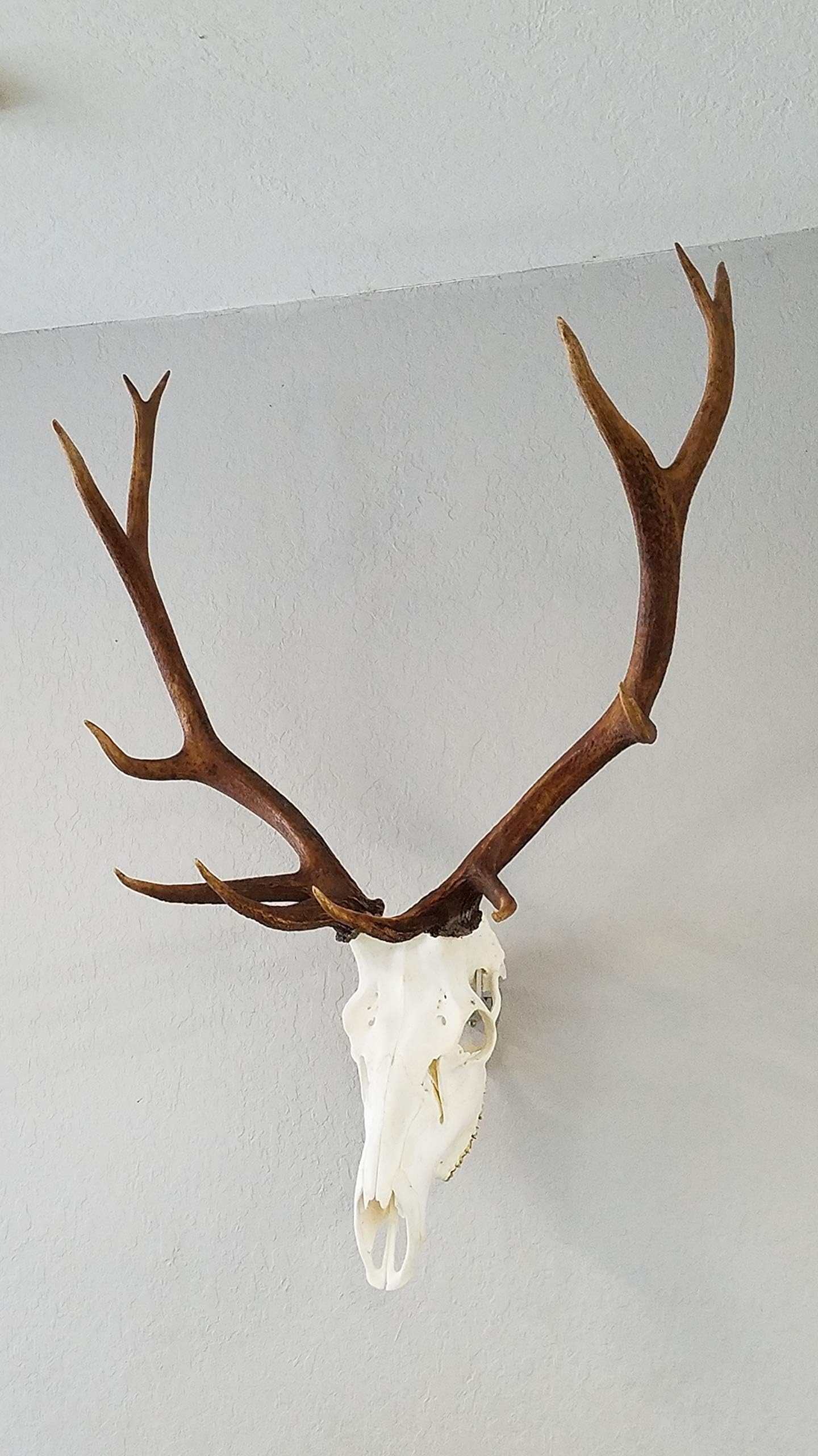 Amazon.com: Top Rack: European Skull Hanger (Raging Bull: Elk European ...