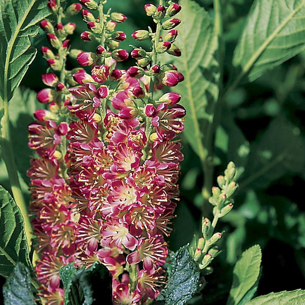 Amazon.com : Ruby Spice Summersweet - Clethra alnifolia - Fragrant - 4 ...