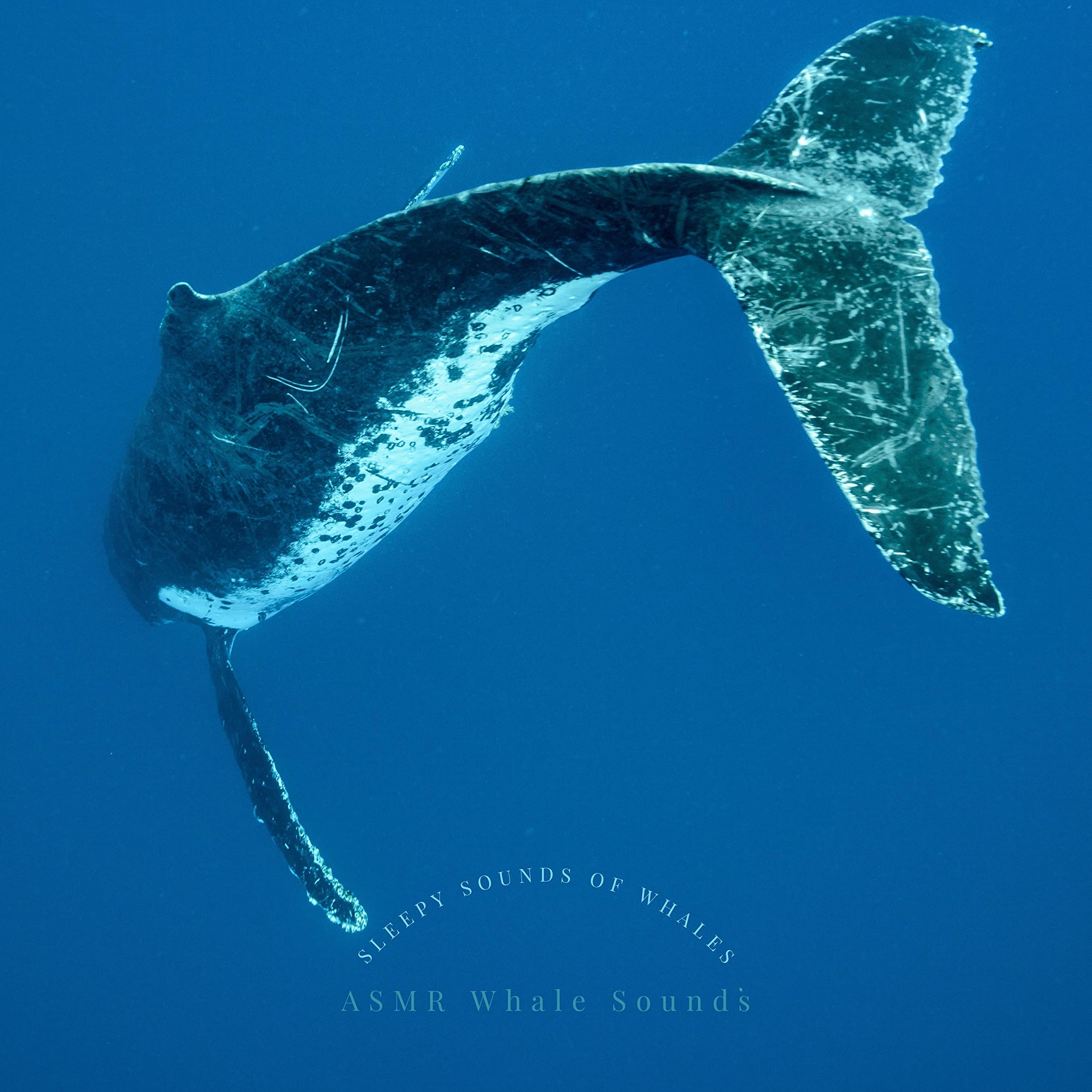 Deep Whale song by Whale Sounds, Whale Sounds Relaxation & Nature ...