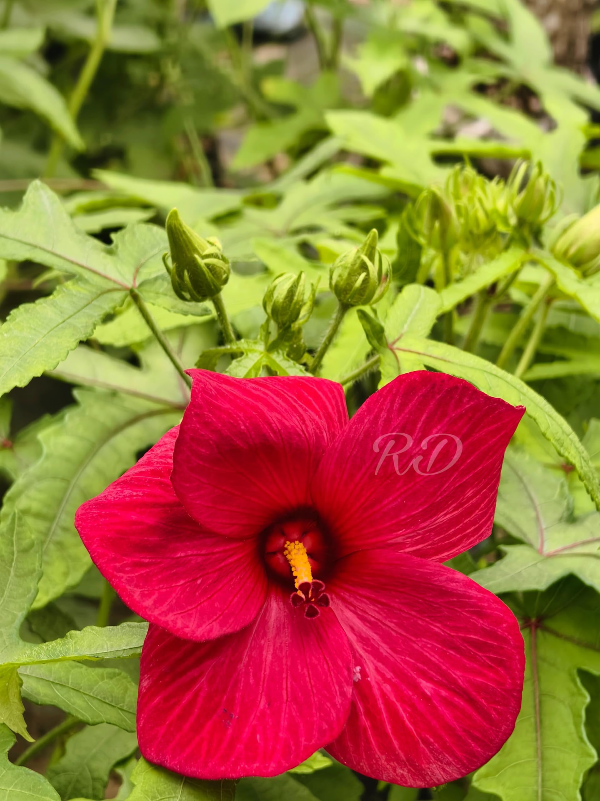 Rose Mallow Swamp