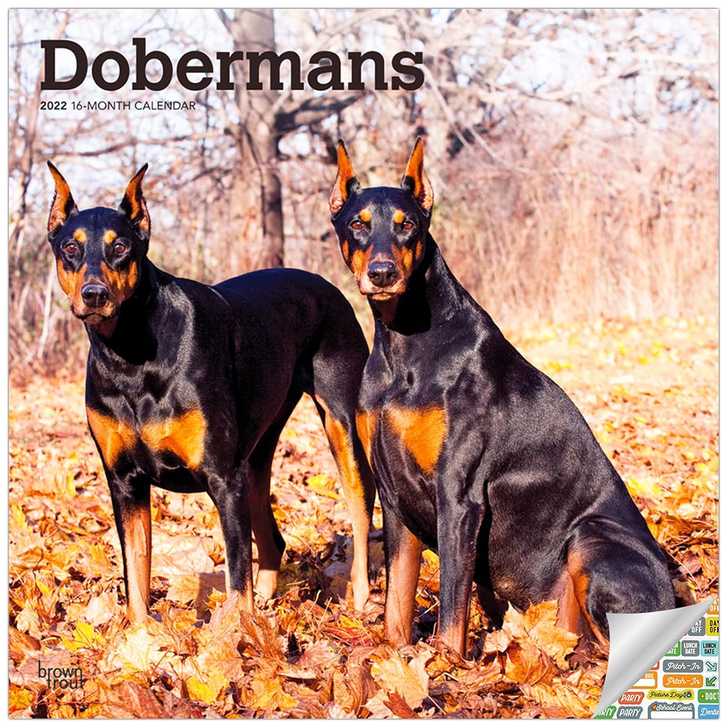 Dobermans 2022 12 x 12 Inch Monthly Square Wall Calendar, Animals Dog ...