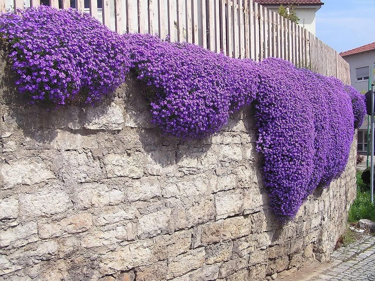 Amazon.com : 275 Aubrieta Seeds - Cascade Purple Flower Seeds, Rock ...