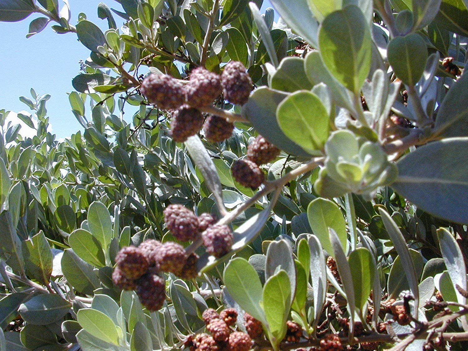 Buttonwood Mangrove What's Up With Buttonwoods? | Treasure Coast