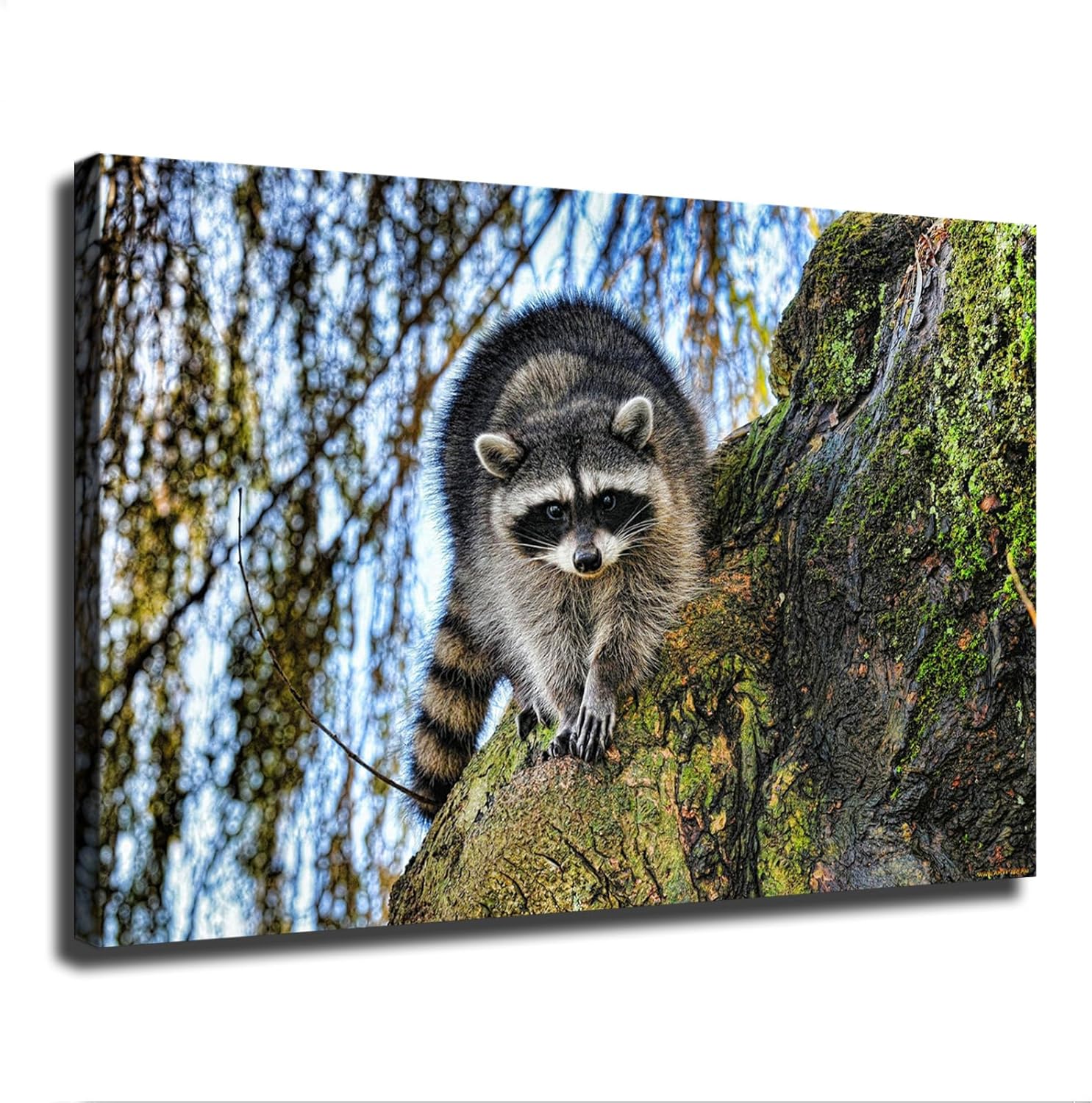 Amazon.com: Animal Lovely Raccoon Poster Picture HD Canvas Print Famous ...