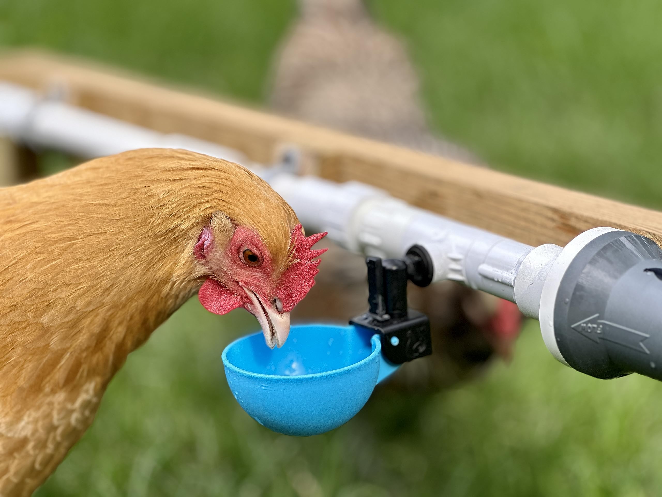 Chicken Auto Watering System Has Anyone Used These Chicken Watering