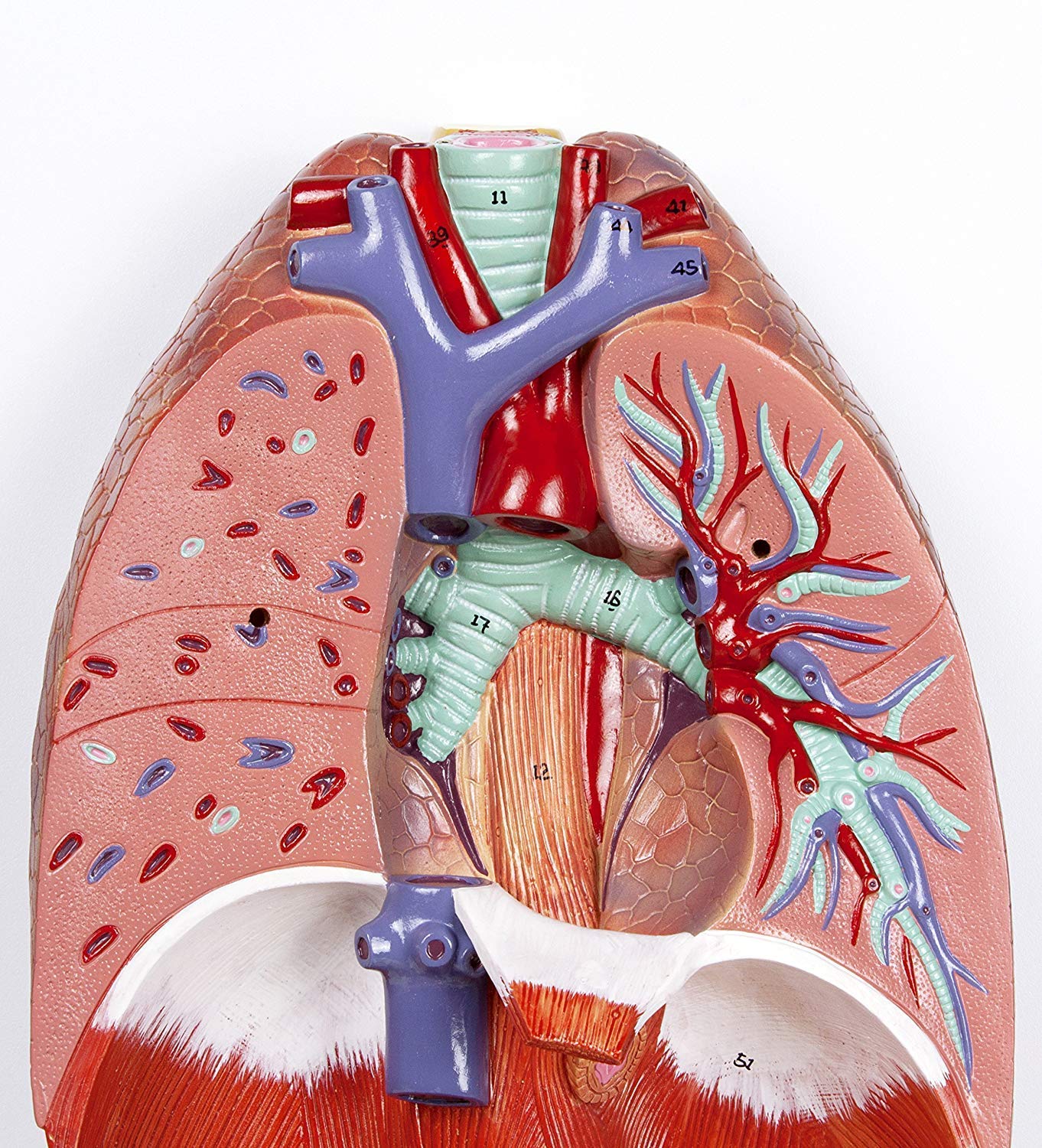 Modello Di Anatomia Respiratoria