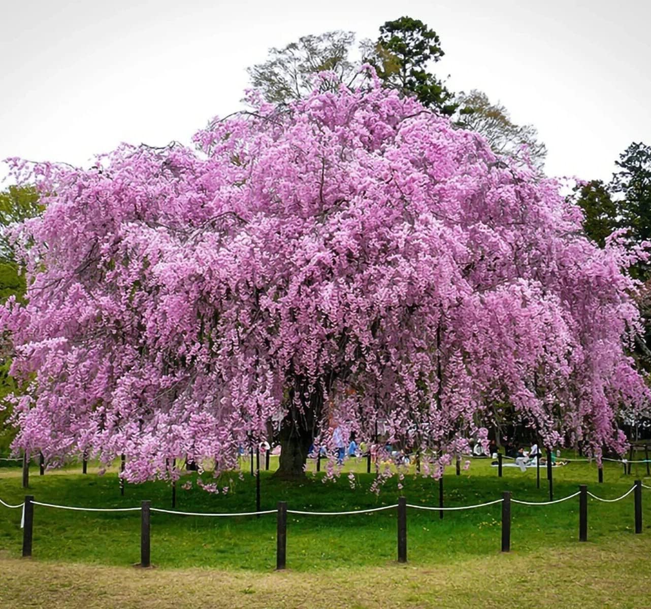 Amazon.com : Weeping Higan Cherry Tree - 12-18" Tall - Live Japanese ...