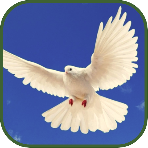 Cute Dove Wallpapers - App on Amazon Appstore