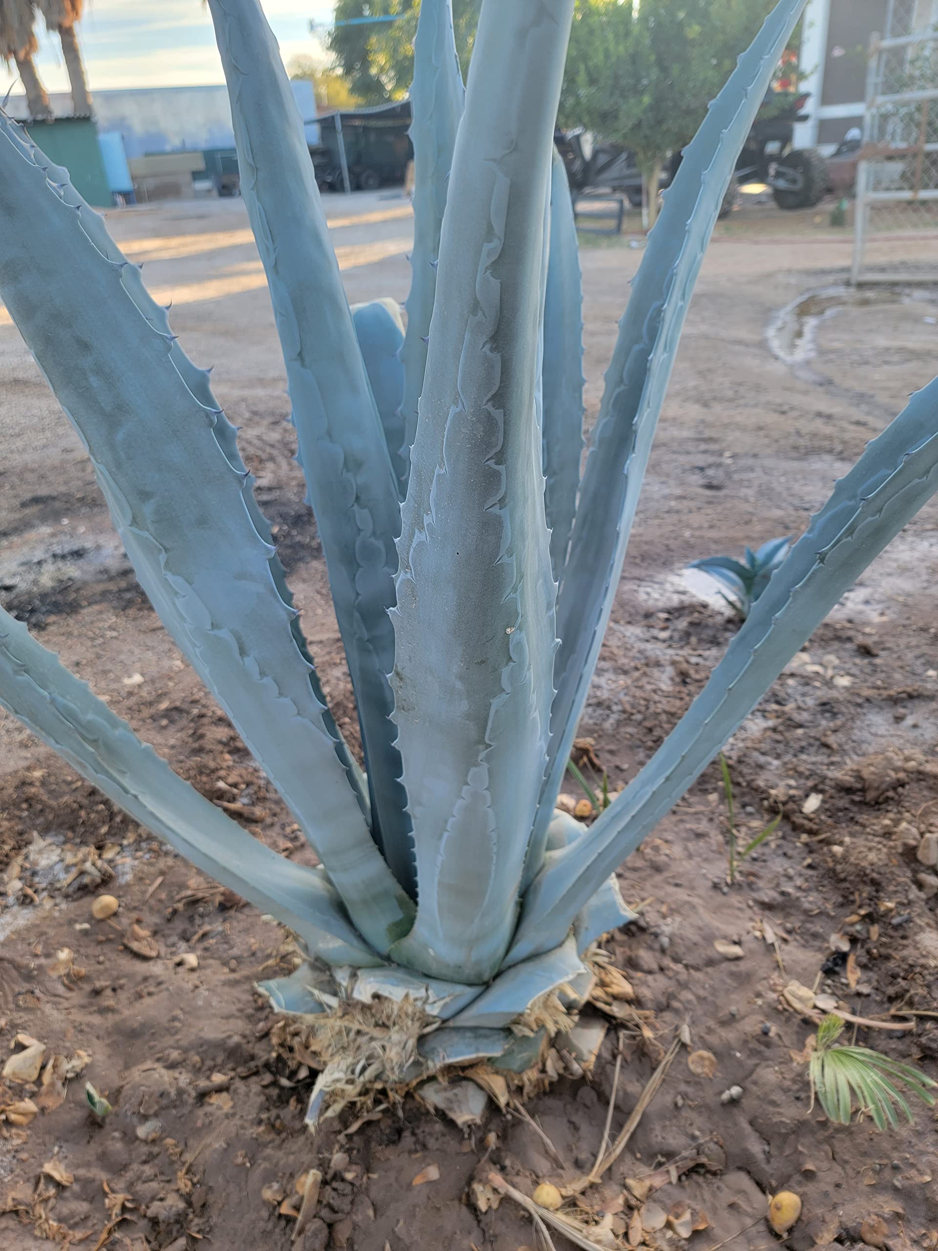 Blue Agave Plant Tequila