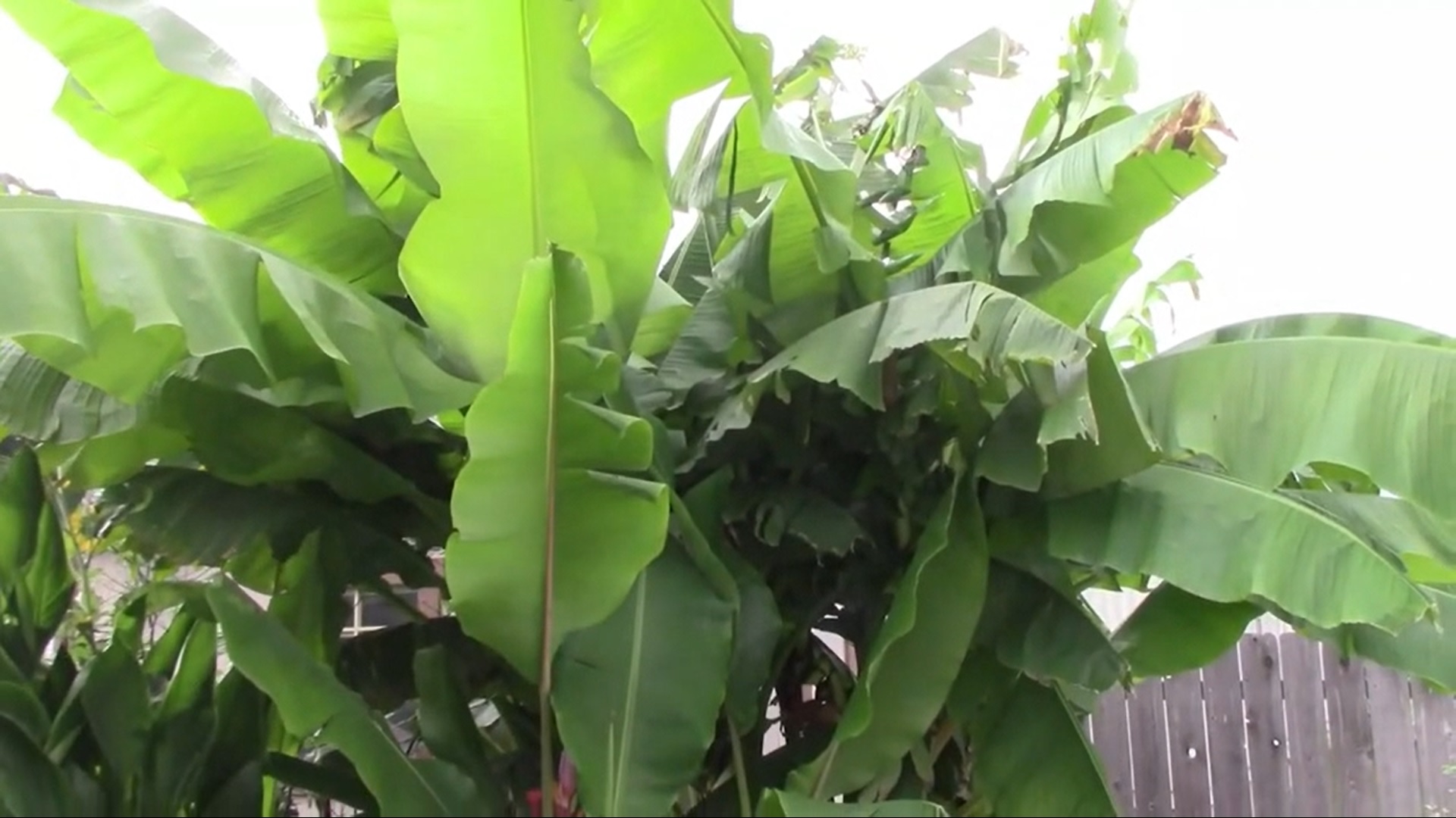 Watch The Ohio Grown Musa Basjoo Banana In Our Zone 6b Garden on Amazon ...