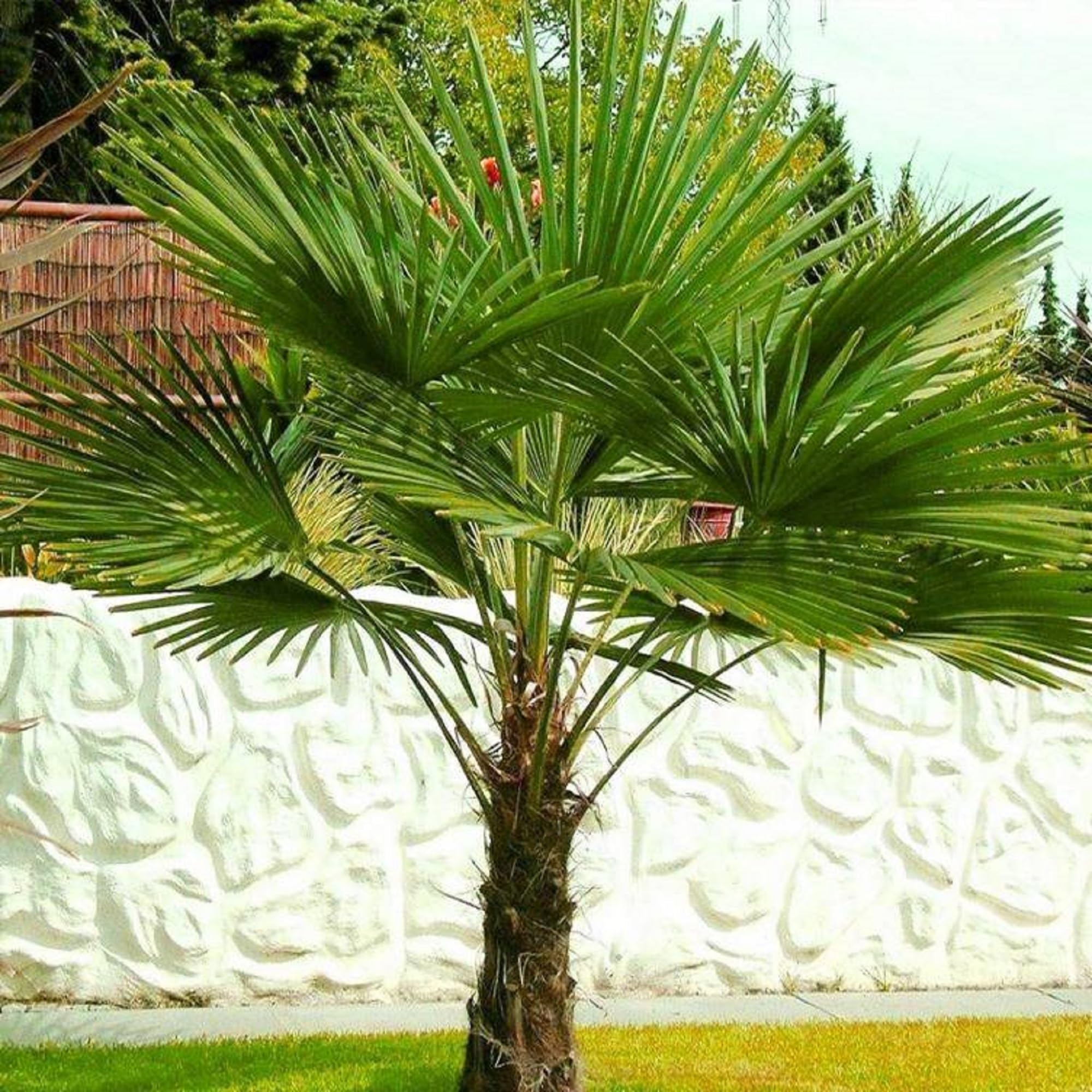 Amazon.com : Rare Plant Tree Seeds 30+ Windmill Palm Seeds ...