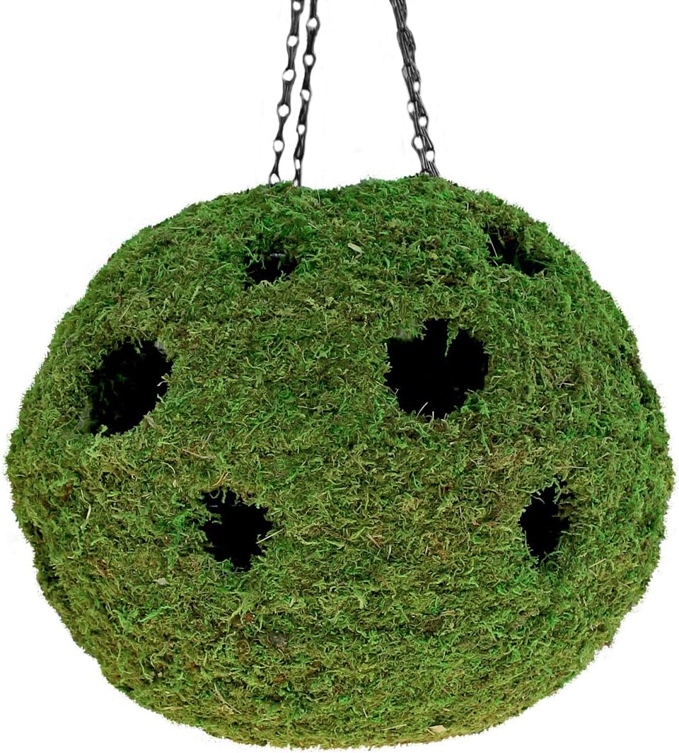 Amazon.com: Sphagnum Moss Kokedama Ball, Sphere, Living Wreath, Orb ...
