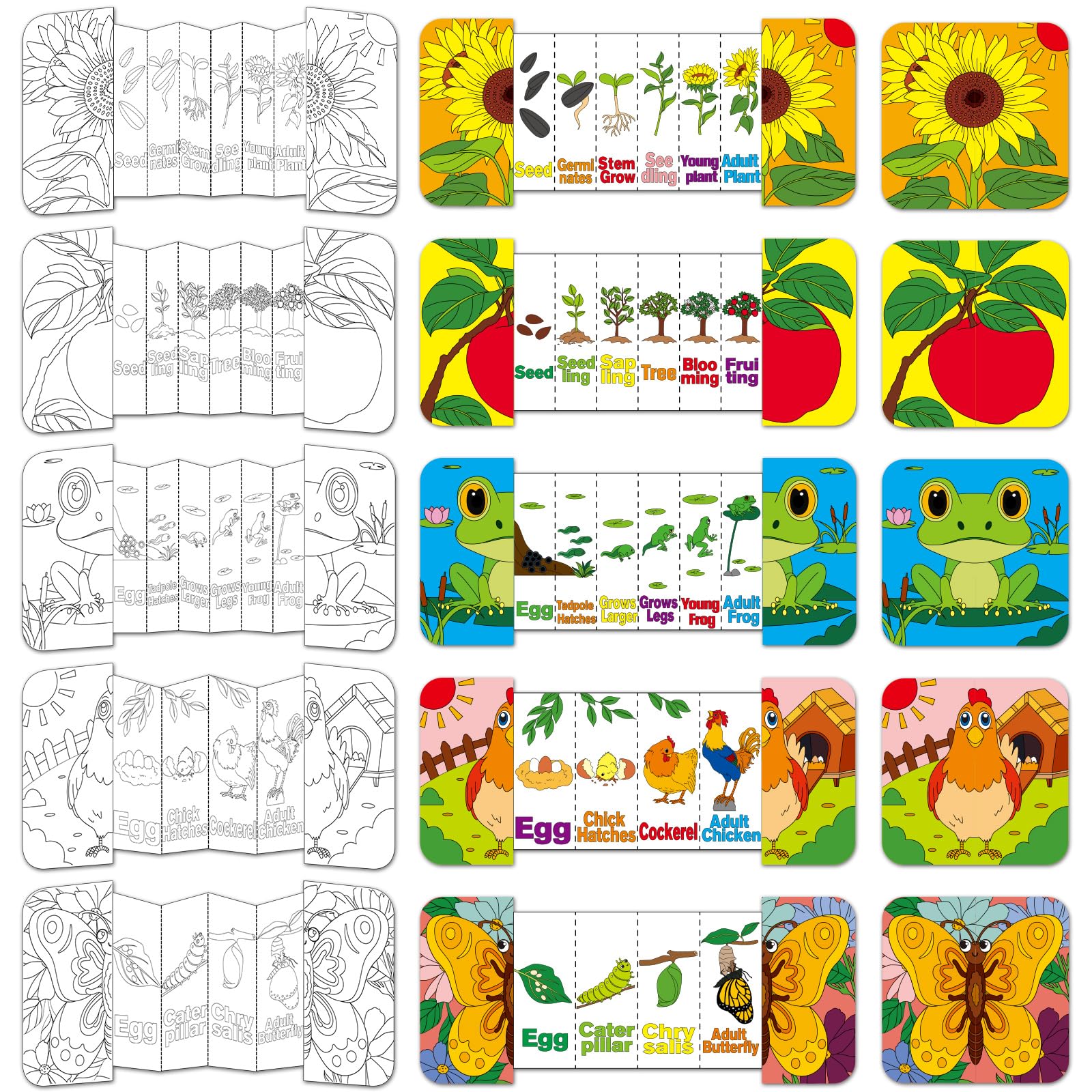 Science Posters Life Cycle Bulletin Board Decoration Set Foldable Life ...