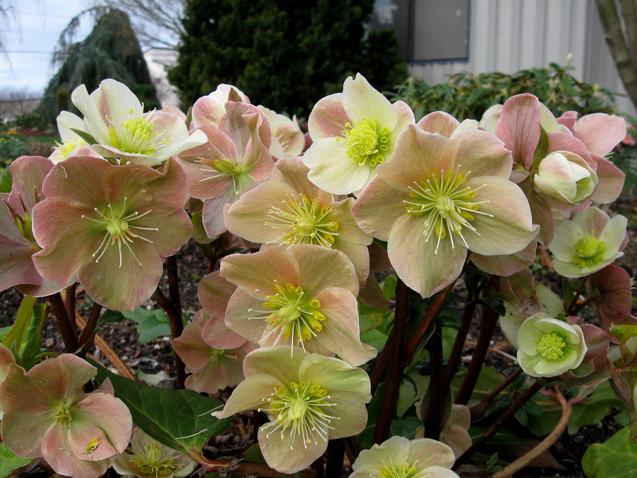 Helleborus Cinnamon Snow