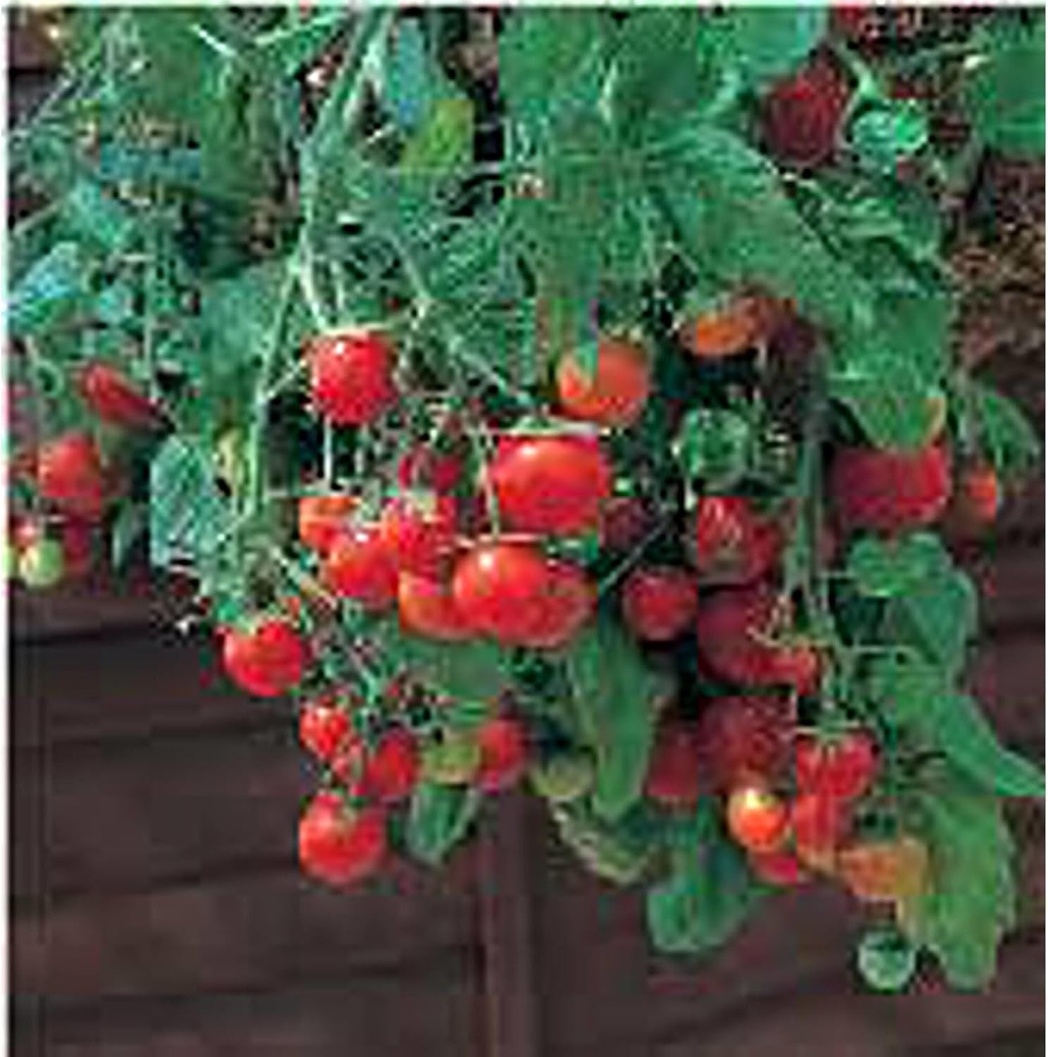 Amazon.com : Tumbling Tom Tomato (Red) Seeds (45 Seeds) Seeds for ...