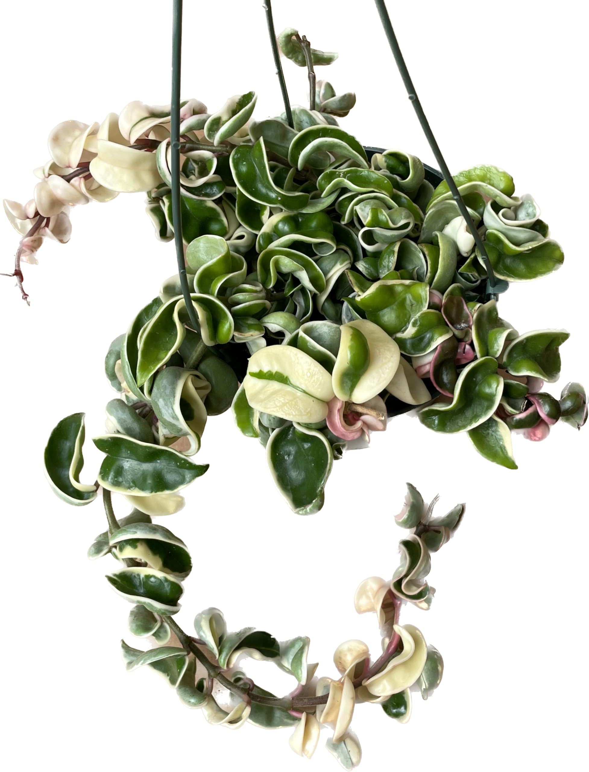 Amazon.com : Variegated Hoya 'Rope Plant' - Hoya Compacta Variegata ...