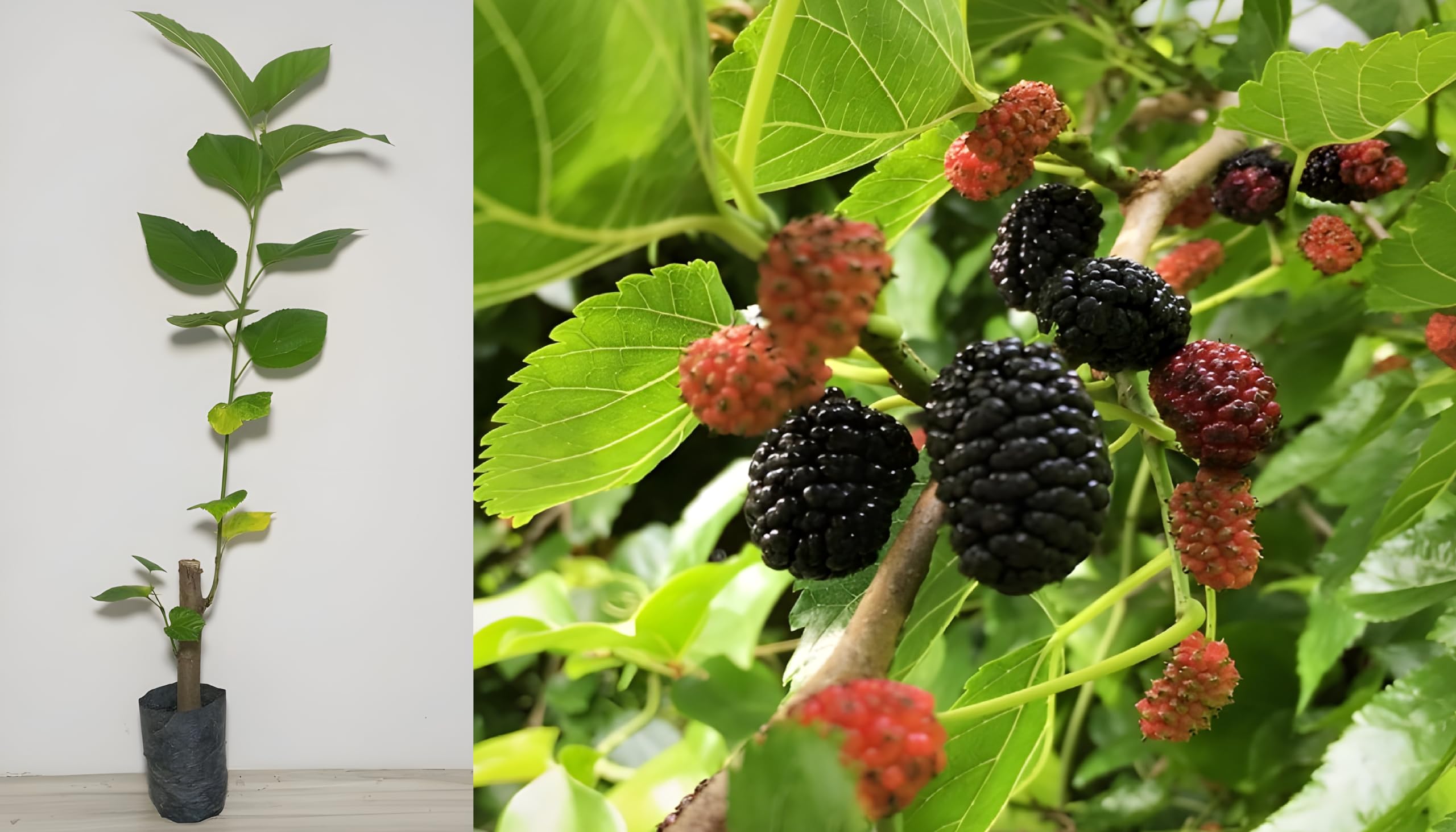 Green view Mulberry Shahtoot all time variety Fruit (Cutting/Grafted ...