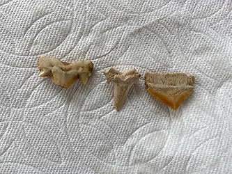 Amazon.com: Discover with Dr. Cool Shark Tooth Dig Kit - Dig Up 3 Real ...