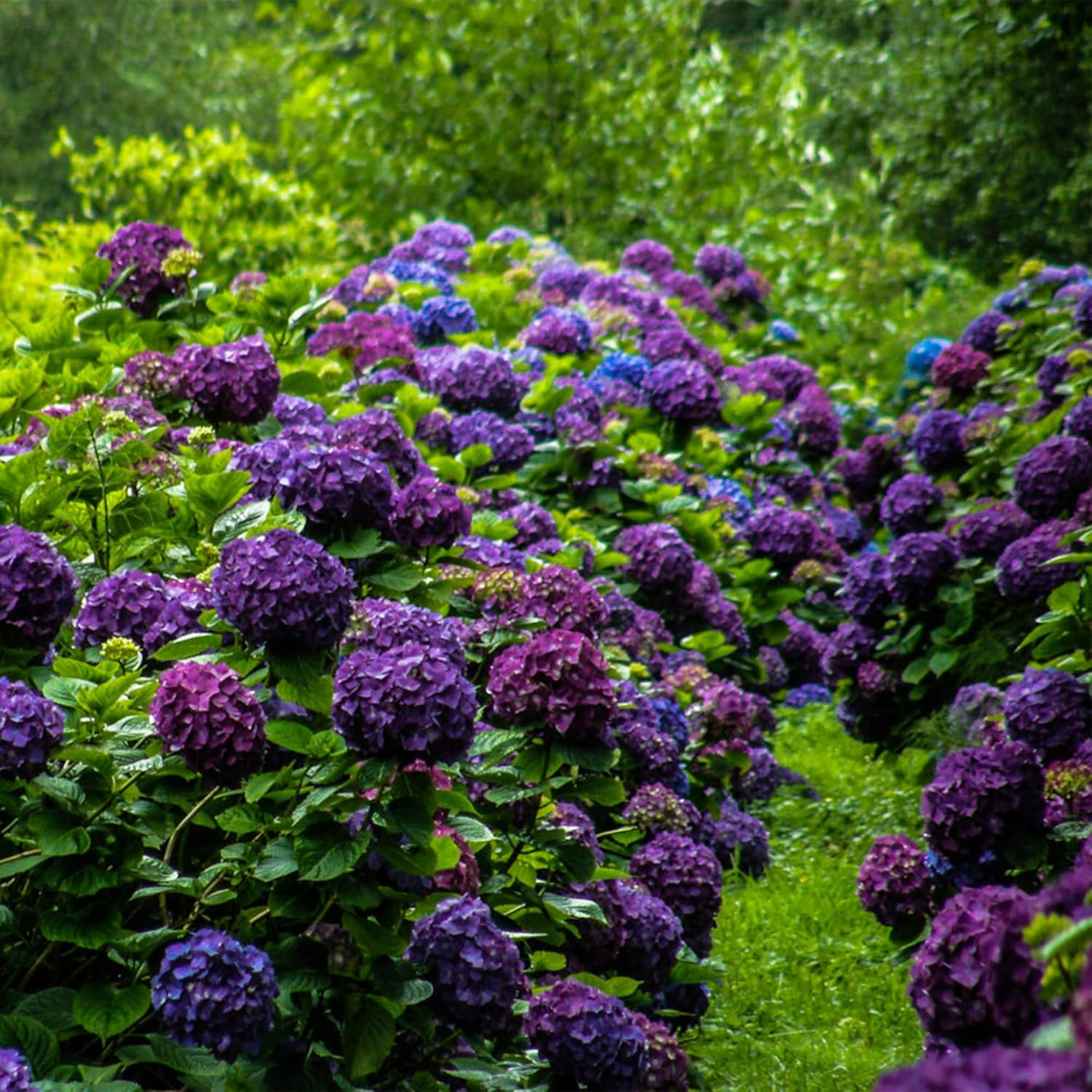 QAUZUY GARDEN 5 Hydrangea Seeds Rare Purple Hortensia – Attractive ...