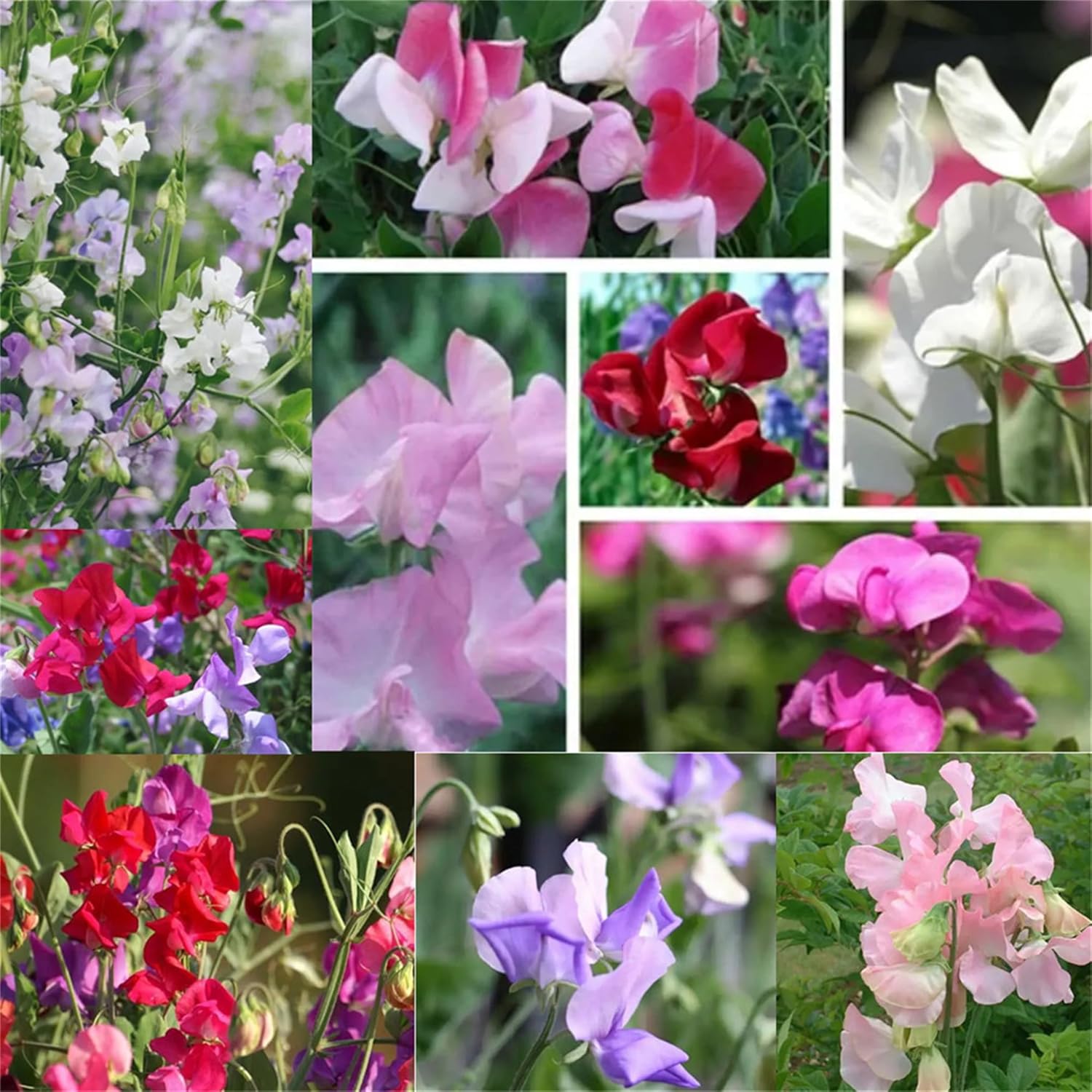 Amazon.com : Garden Plant Seed Flower Seed Lathyrus Latifolius Seeds 50 ...