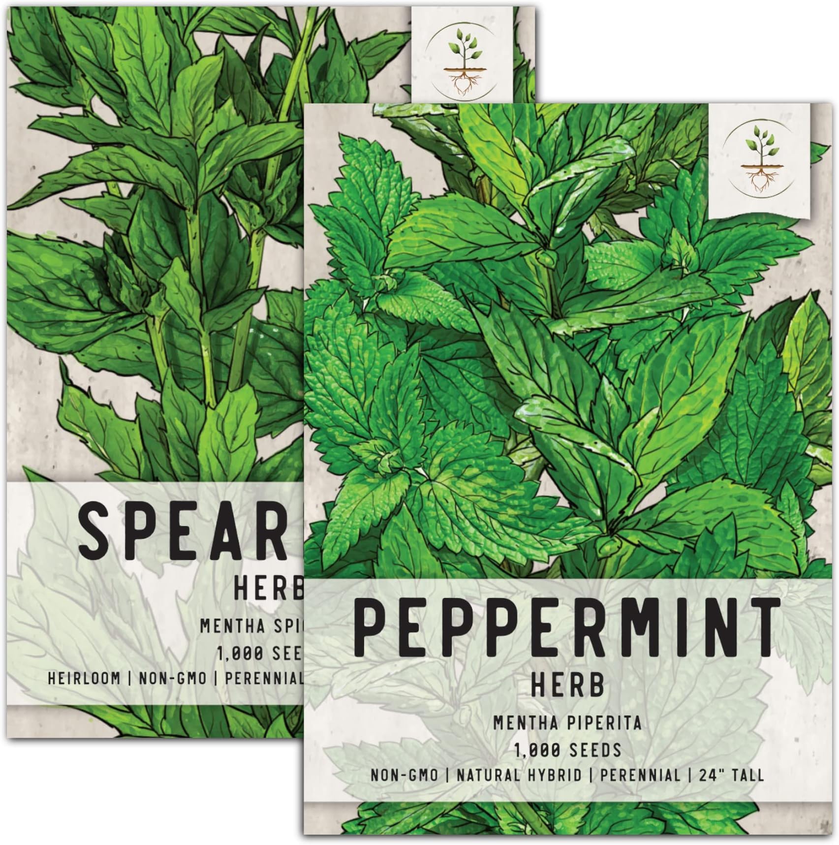 Amazon.com : Seed Needs Mint Seeds for Planting Spearmint & Peppermint ...