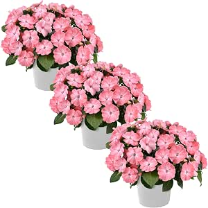 Amazon.com: Live Flowering New Guinea Impatiens - Salmon (3 Plants Per ...