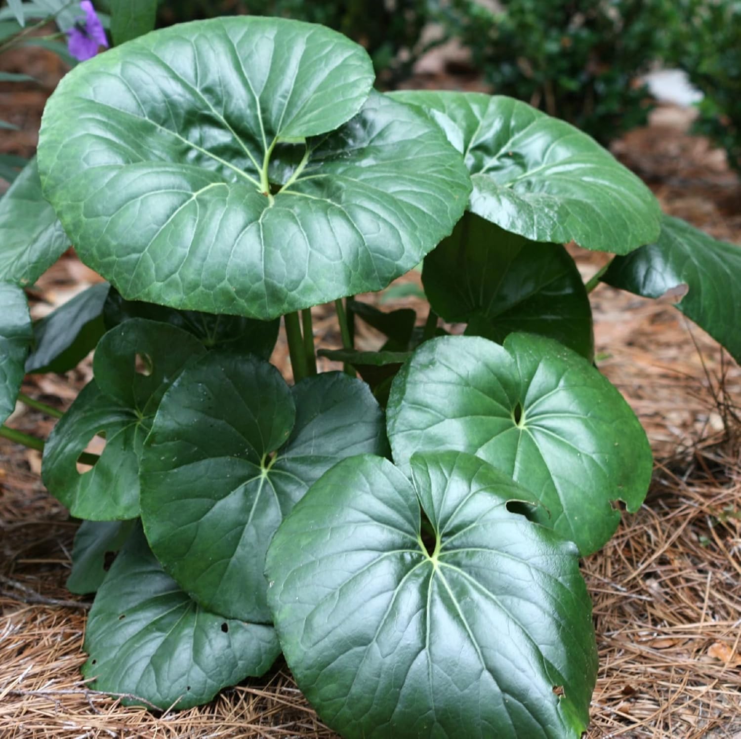 Amazon.com : CHUXAY GARDEN 100 Seeds Farfugium Japonicum Seed,Leopard ...