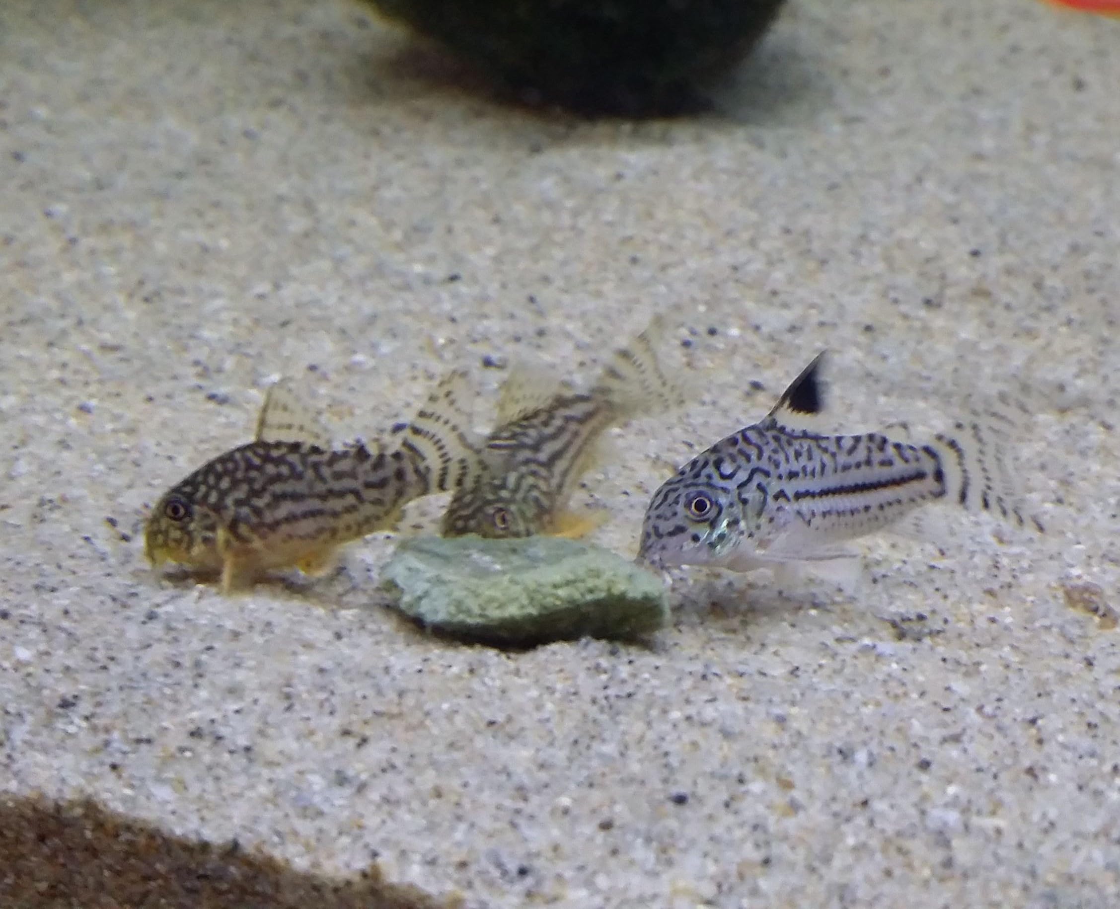 Snapklik.com : Aquatic Foods Inc Wafers 3.5mm - 1/8" Micro Wafer Mix Of ...