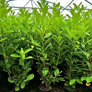15 Cherry Laurel 3ft Tall Plants, Multi-stemmed, Prunus Rotundifolia ...