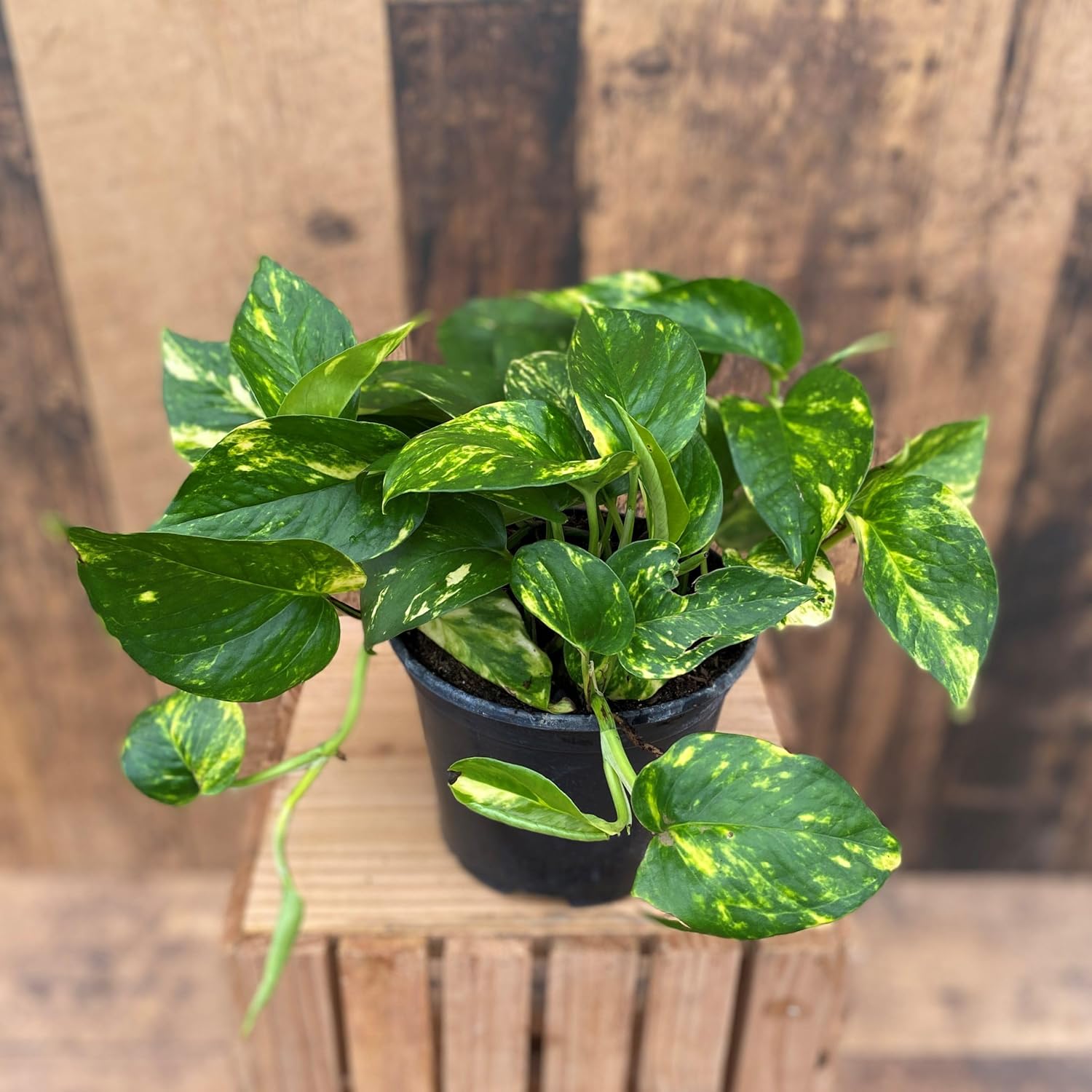 Amazon.com: Golden Pothos - Live Plant in a 6 Inch Pot - Epipremmum ...