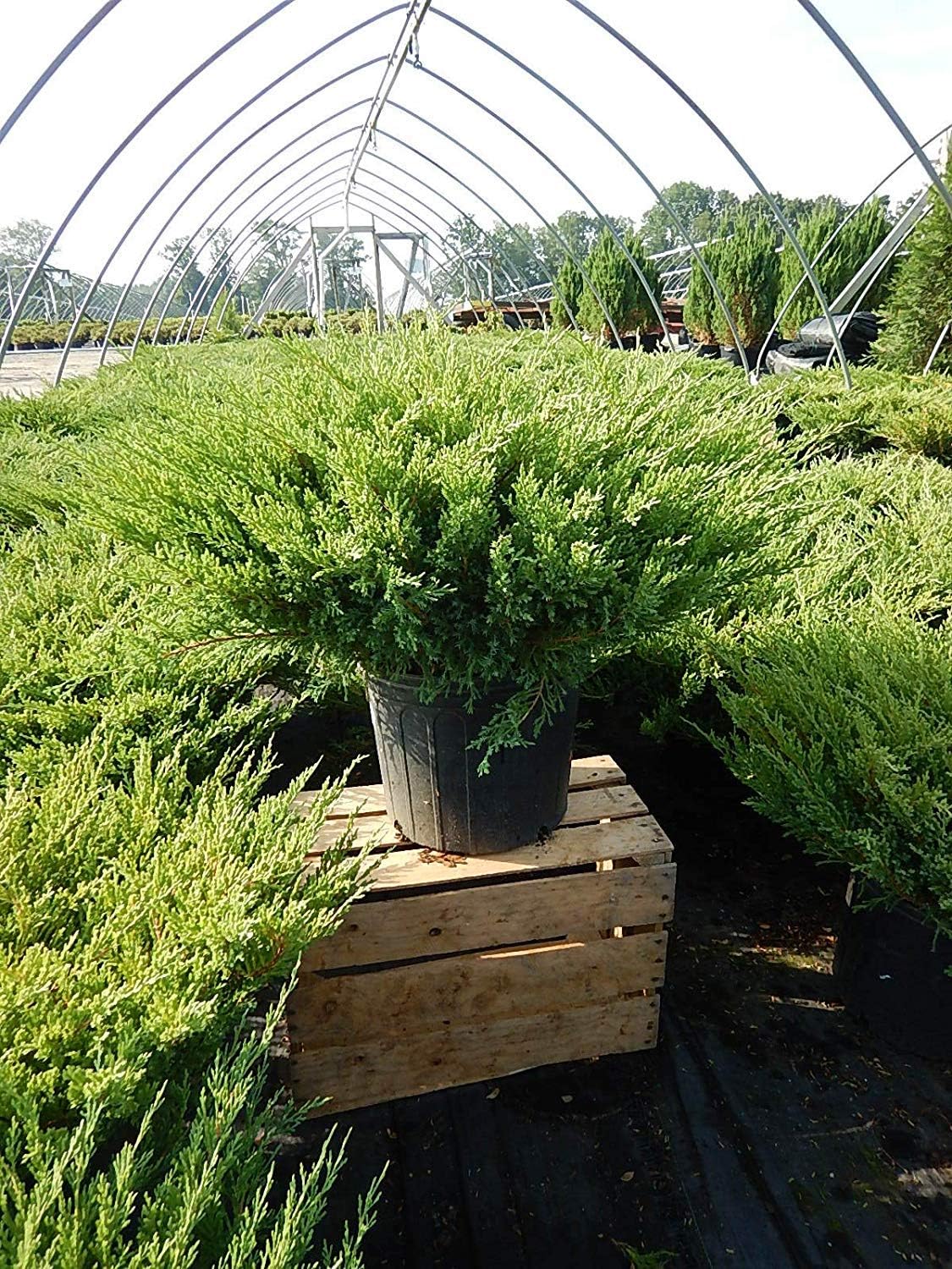 Compacto Andorra Juniper, hoja perenne de hoja verde en maceta de 3 ...