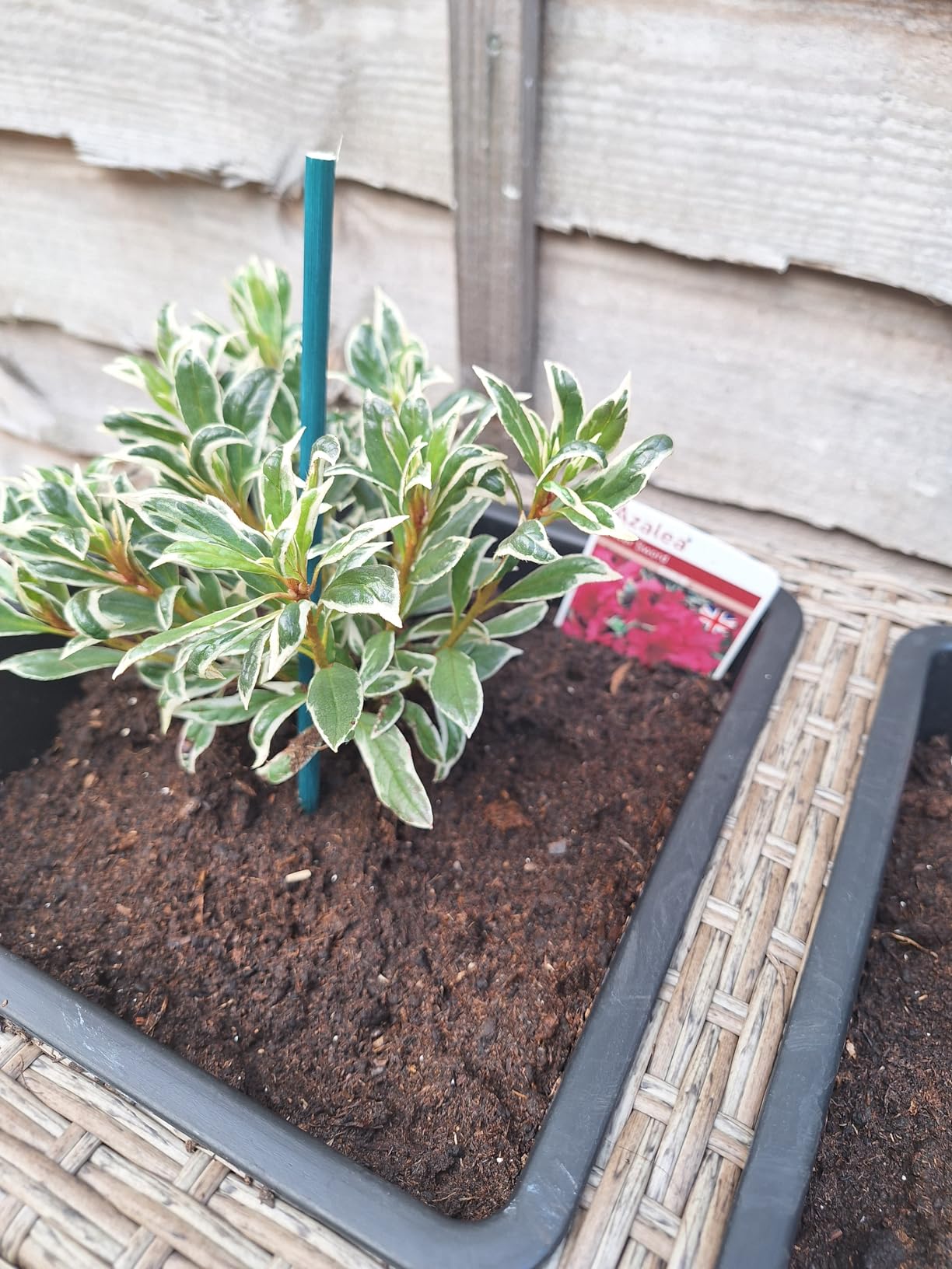 GrowOn Shrubs [x3] Dwarf Japanese Azalea Japonica 'Silver Sword ...