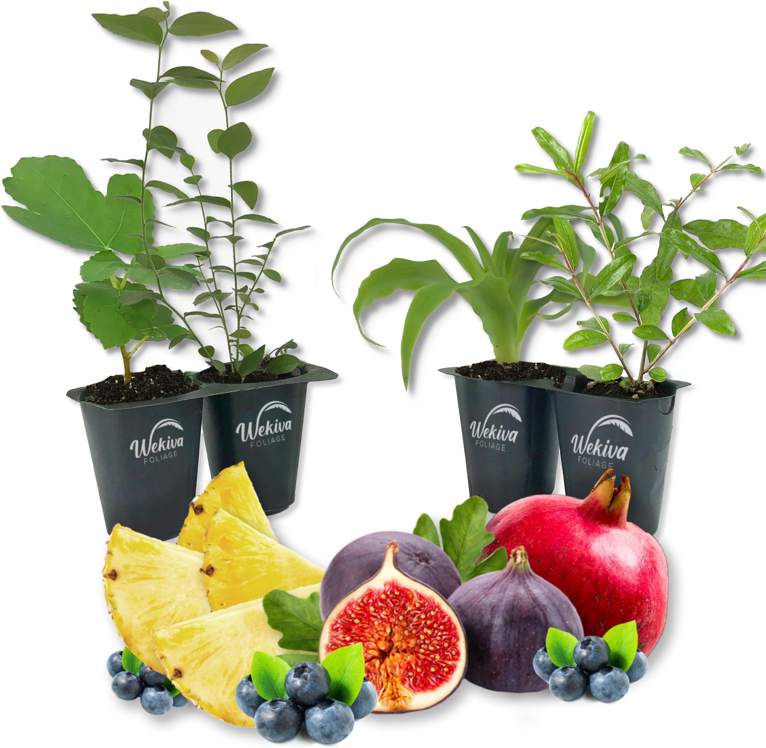 Amazon.com : Fruit Fiesta Variety Pack - 4 Live Plants in 4 Inch Pots ...