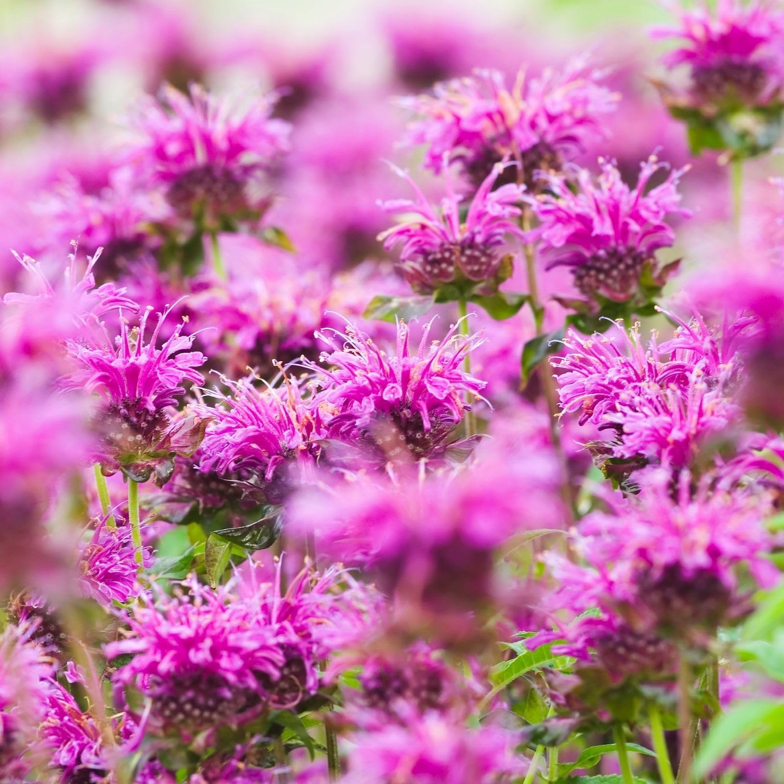 Amazon.com : Clovers Garden Bee Balm Balmy Lilac (Monarda) Plants – Two ...