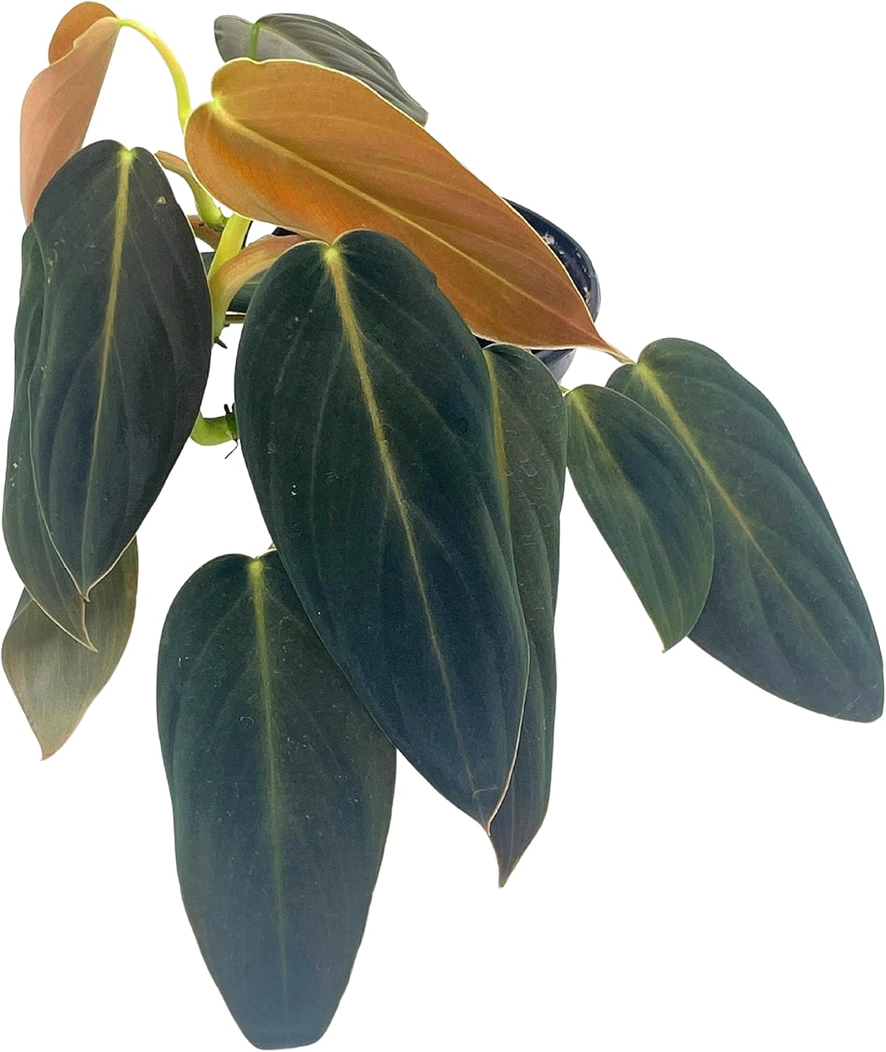 Amazon.com : Philodendron Gigas, 4 inch Pot, Rare Philo, Big Large Leaf ...