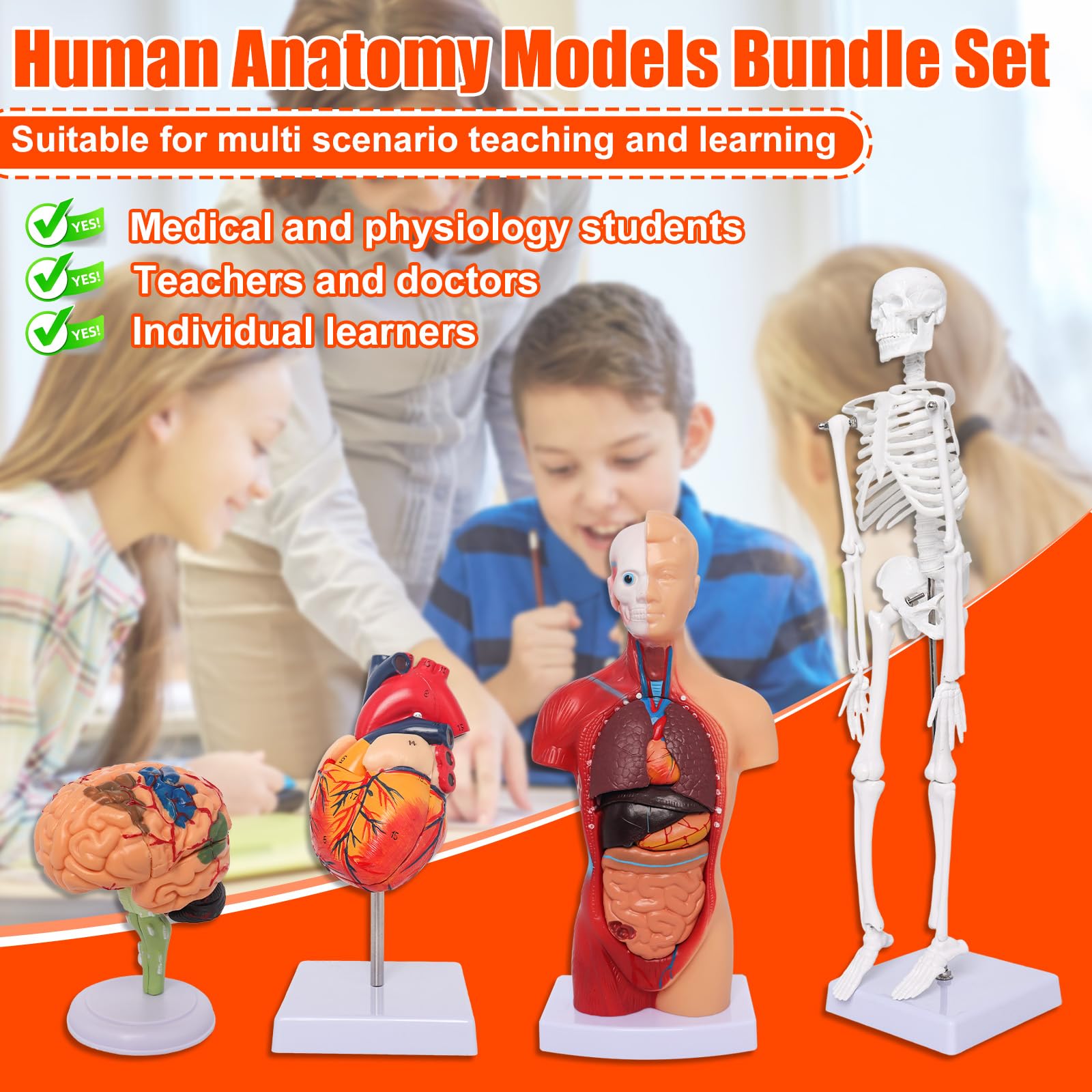 Snapklik.com : Human Anatomy Models Bundle Set, Brain, Human Torso Body ...