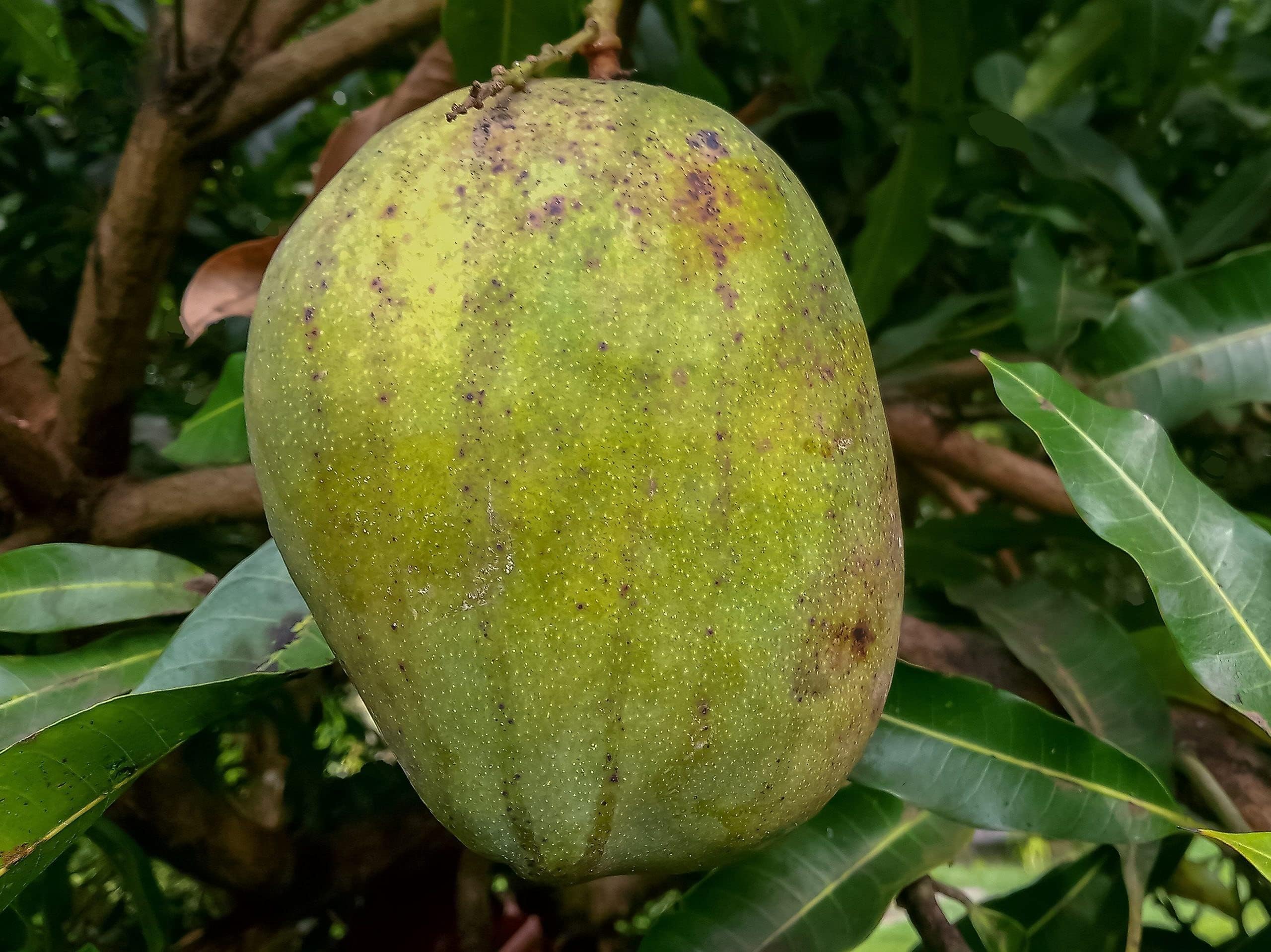 Amazon.com : Purple Star Apple Tree Plant Live, 3 to 4 Feet Tall ...